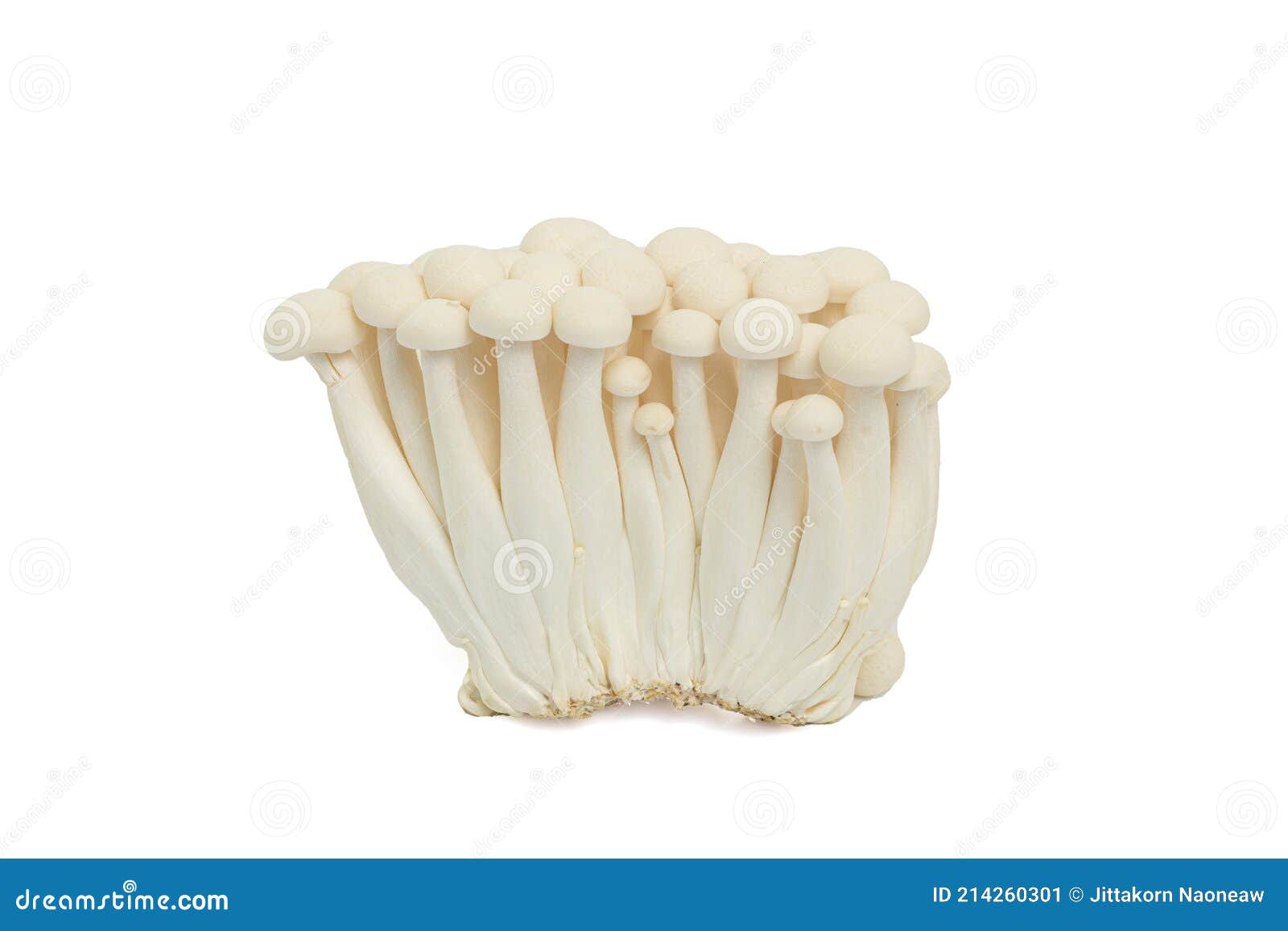 Bunch of White Bunapi Beech Mushroom Stock Image - Image of kitchen ...