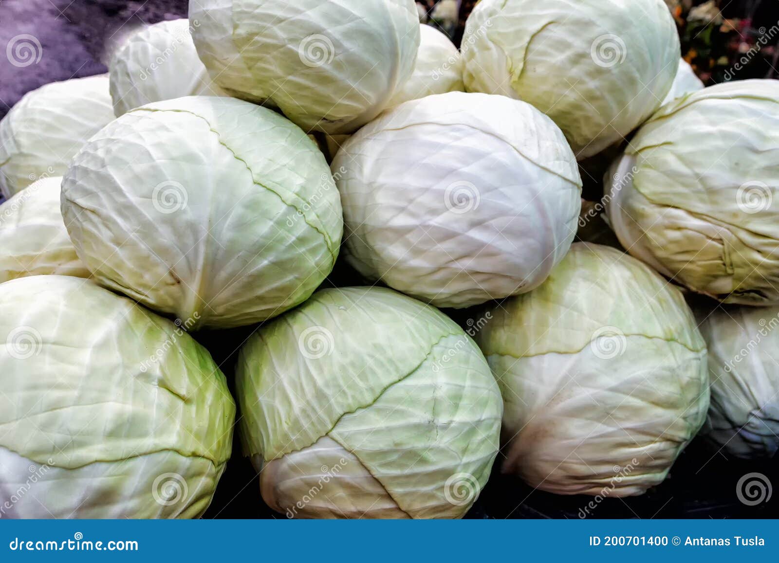 A bunch of white cabbages stock photo. Image of leaf - 200701400