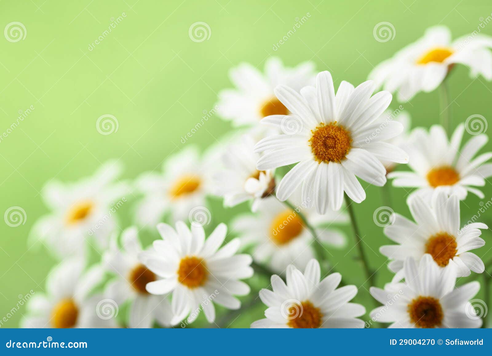 Bunch of white daisy stock photo. Image of flower, freshness - 29004270