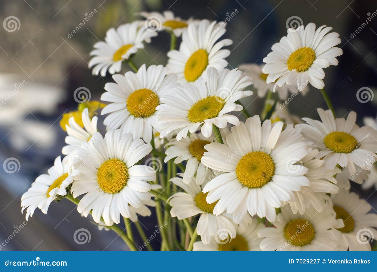 A bunch of white daisy stock image. Image of field, environmental - 7029227