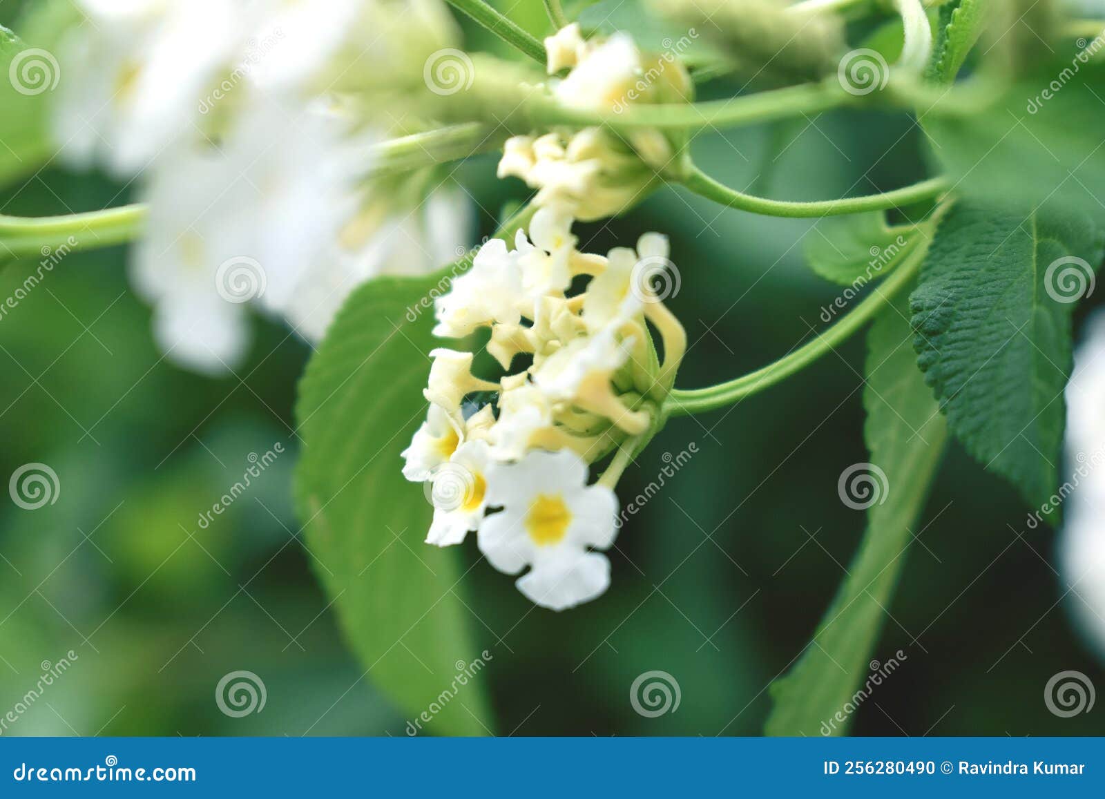 Bunch of white flowers stock photo. Image of plant, wildflower - 256280490