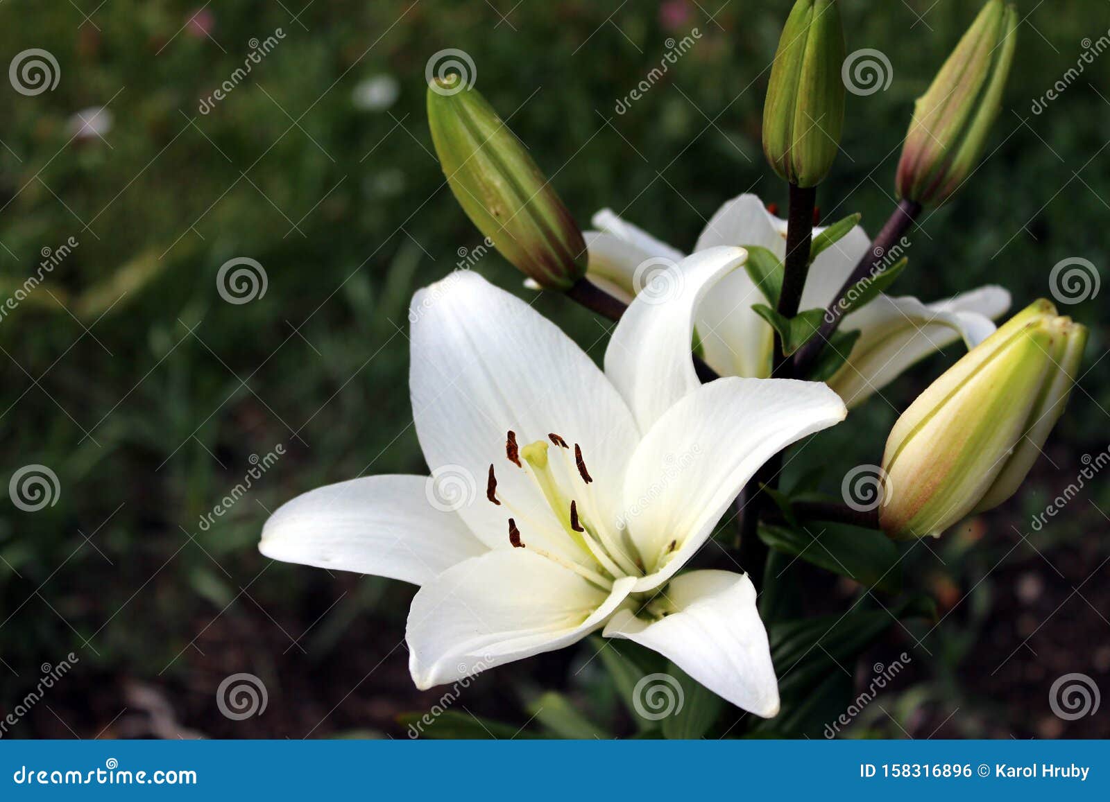 Bunch of White Nankeen Lily Flowers Stock Photo - Image of beauty ...