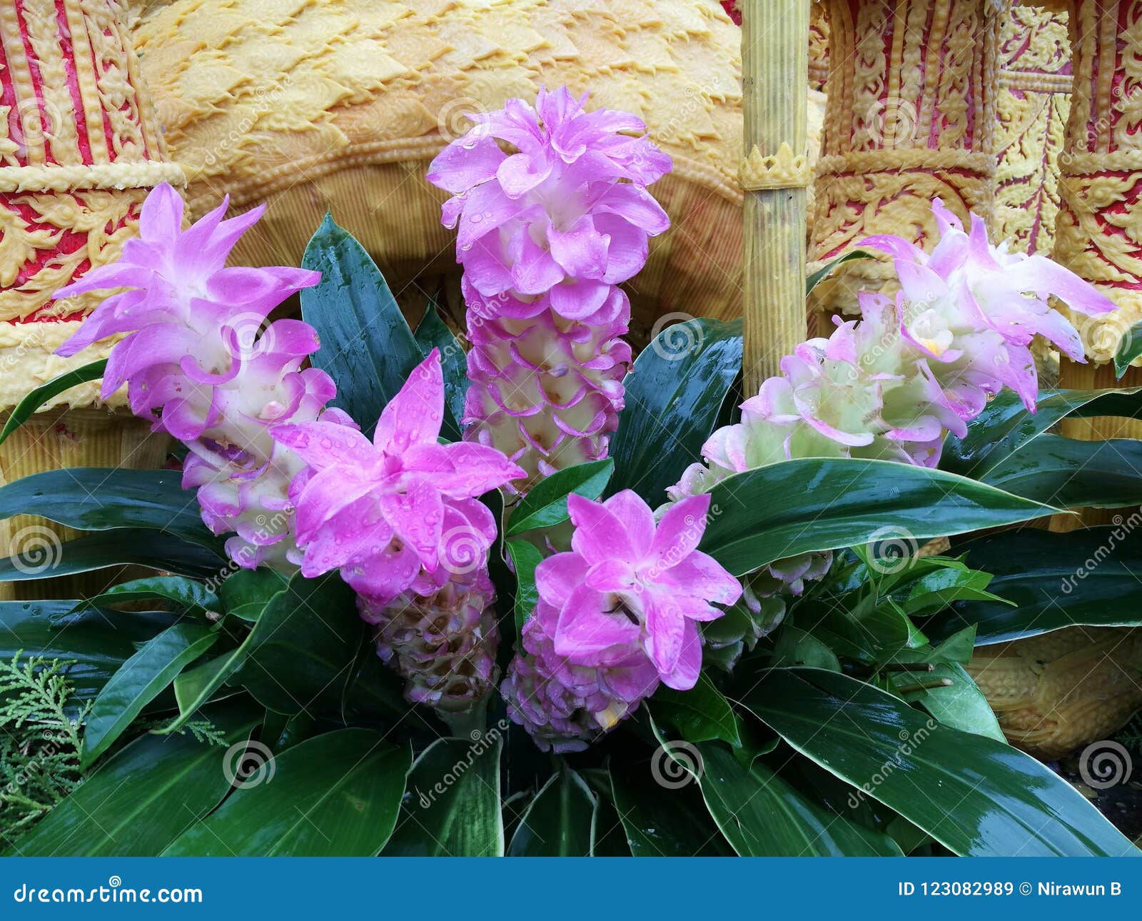 Puple Flower Natural Color Background Stock Photo | CartoonDealer.com ...