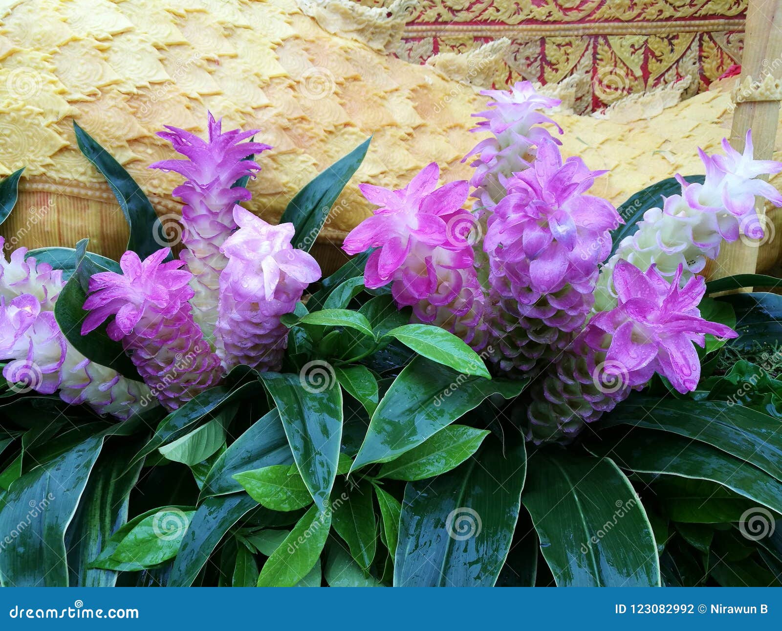 Puple Flower Natural Color Background Stock Photo | CartoonDealer.com ...