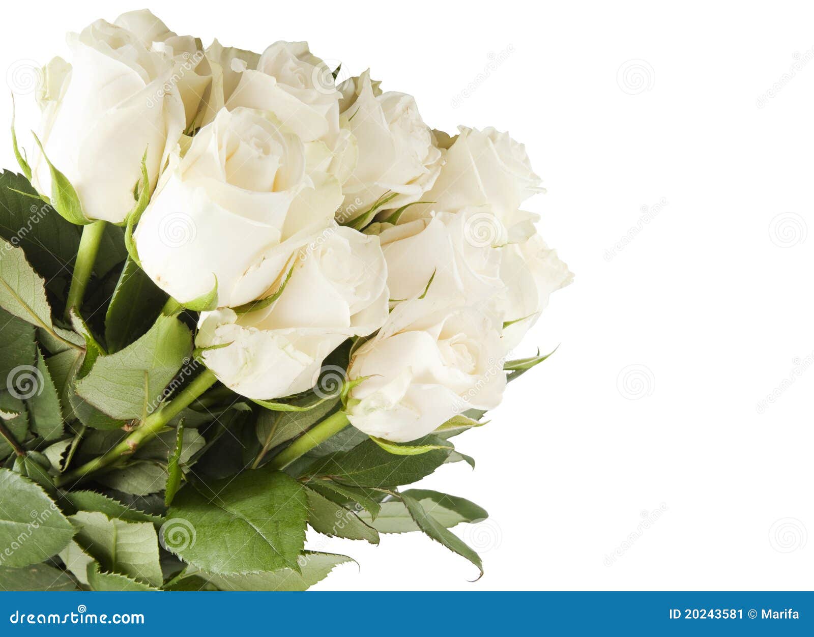 Bunch of white rose stock image. Image of space, bunch - 20243581