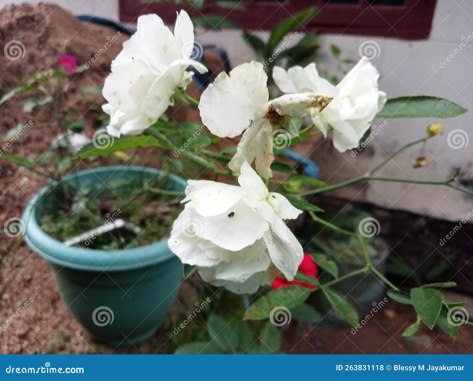 A Bunch of White Rose on a Pot Stock Photo - Image of plant, peace ...