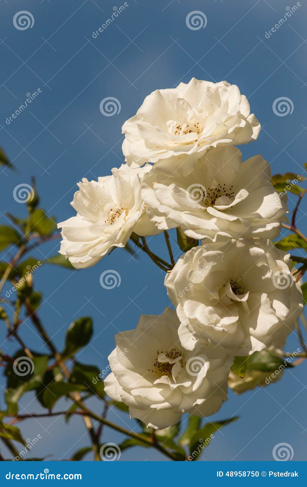 Bunch of white roses stock photo. Image of head, elegant - 48958750