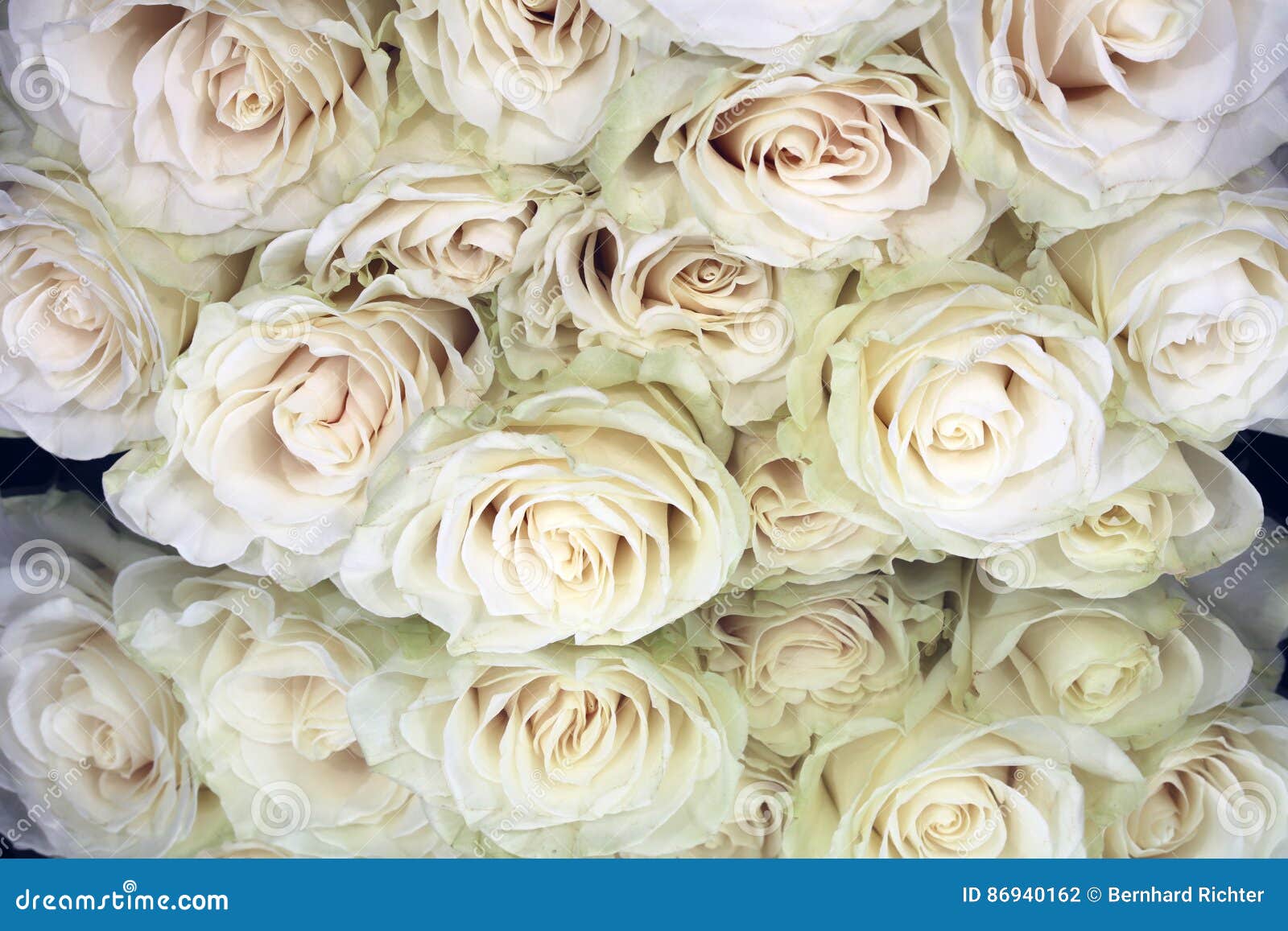 Bunch of white Roses stock photo. Image of fashion, mothers - 86940162