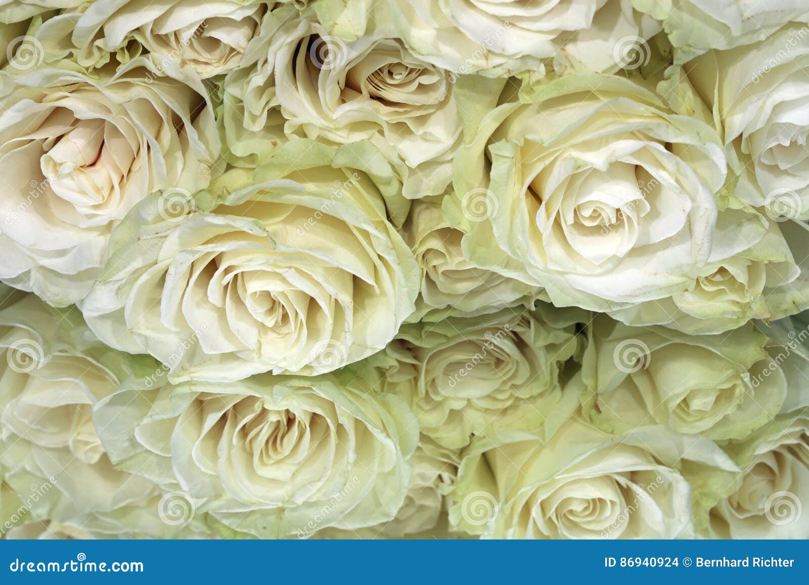Bunch of white Roses stock photo. Image of petal, flowers - 86940924