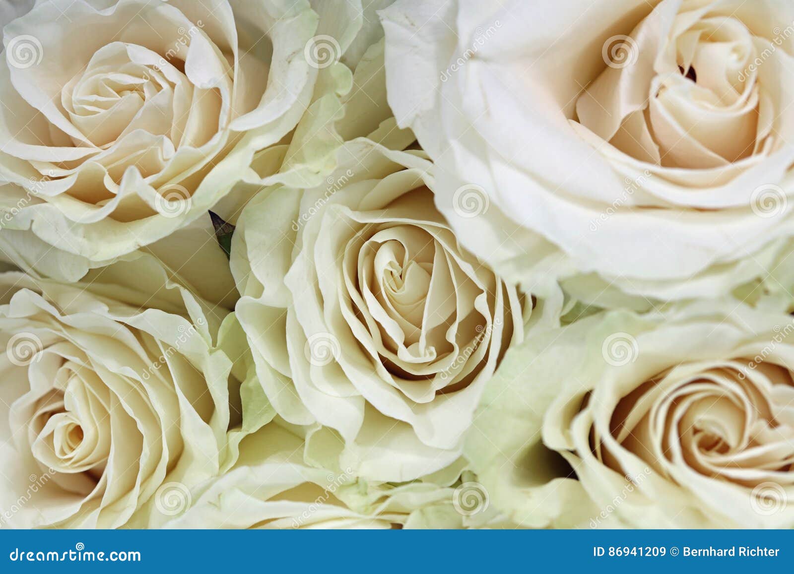 Bunch of white Roses stock image. Image of mothers, desire - 86941209