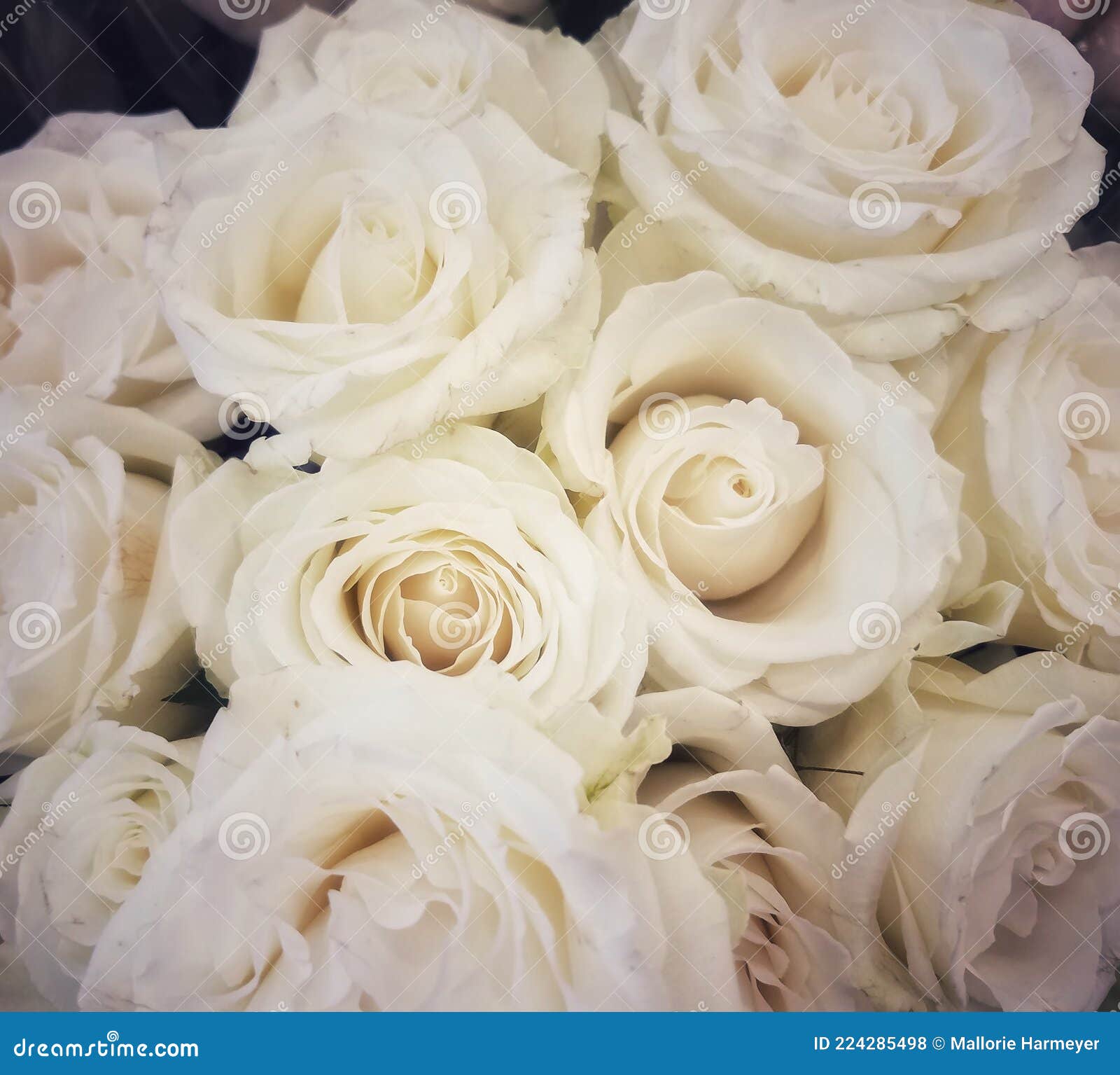 Bunch of White Roses stock photo. Image of bunch, romance - 224285498