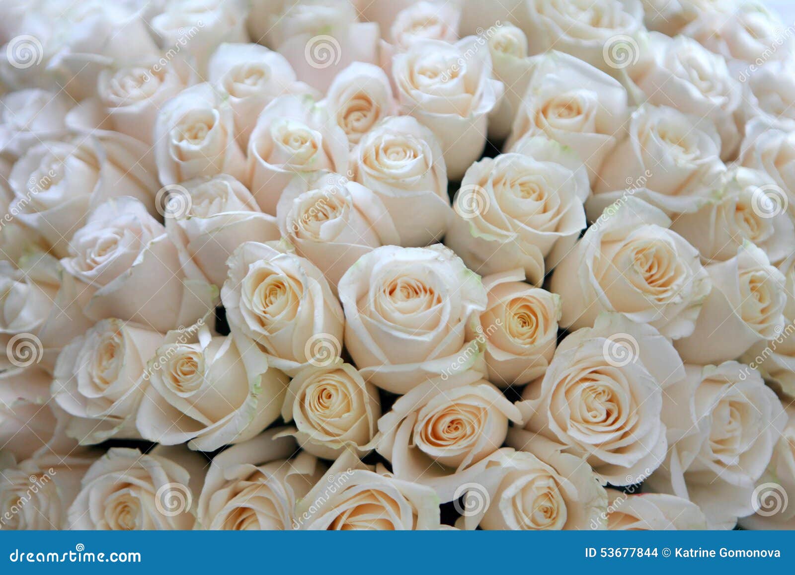 Bunch of white roses stock photo. Image of roses, bouquet - 53677844