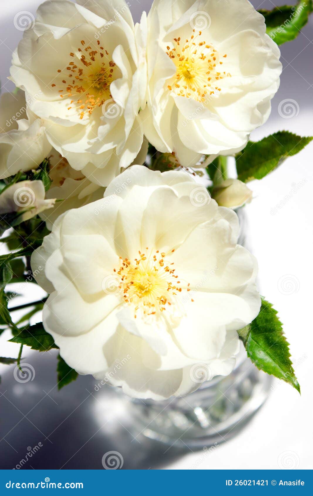 Bunch of White Roses in a Vase Stock Image - Image of growth, scented ...