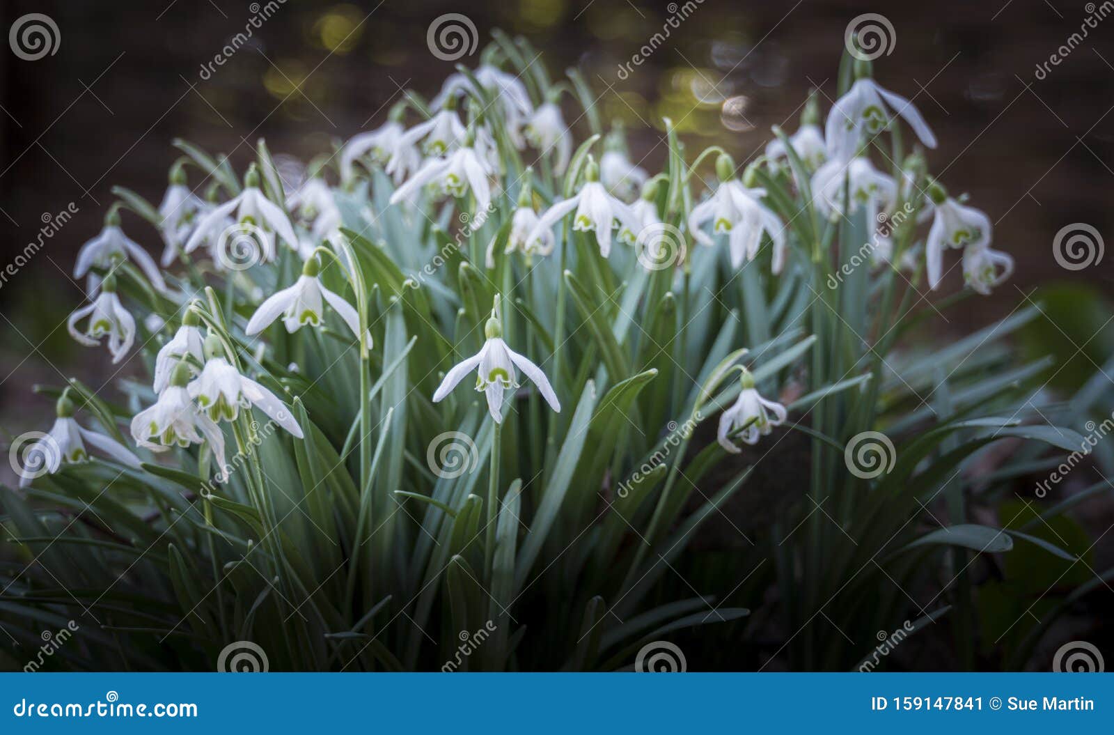 White Snowdrops in Full Bloom Stock Image - Image of growth, flower ...