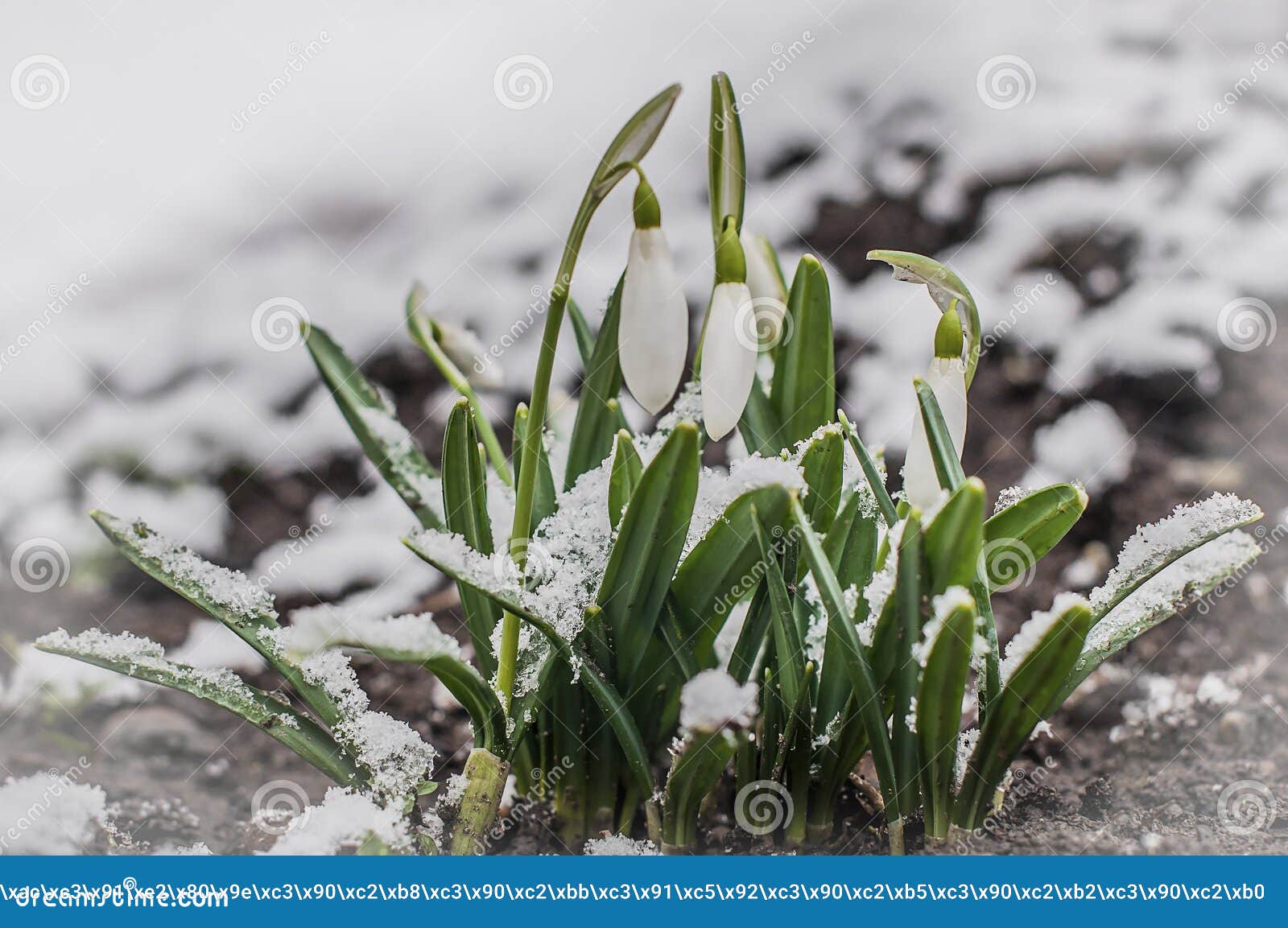 Bunch of White Snowdrops Under Snow. Vertical Image Stock Photo - Image ...