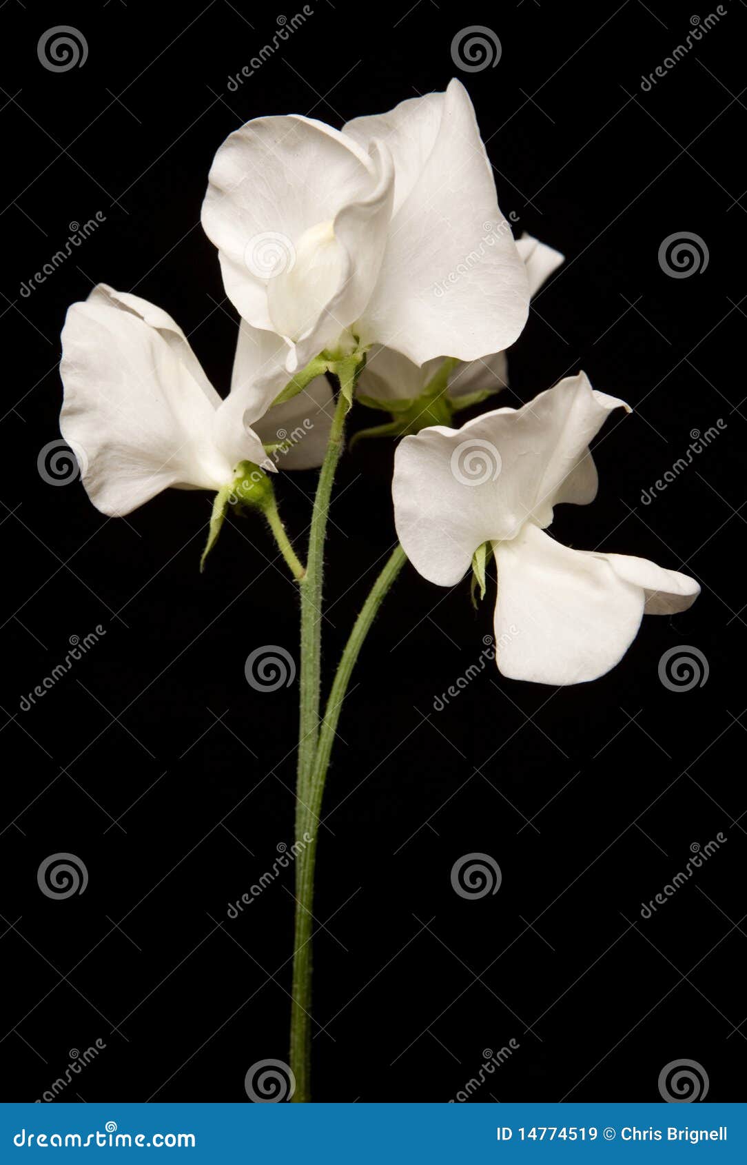 Bunch of White Sweet Peas stock image. Image of odoratus - 14774519