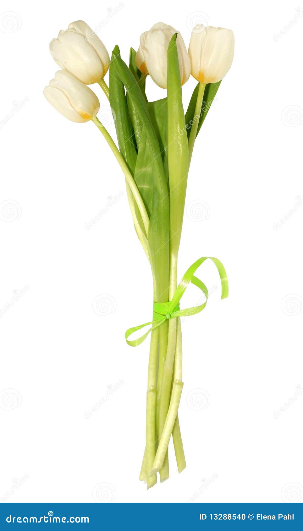 Bunch of white tulips stock photo. Image of isolate, delicate - 13288540