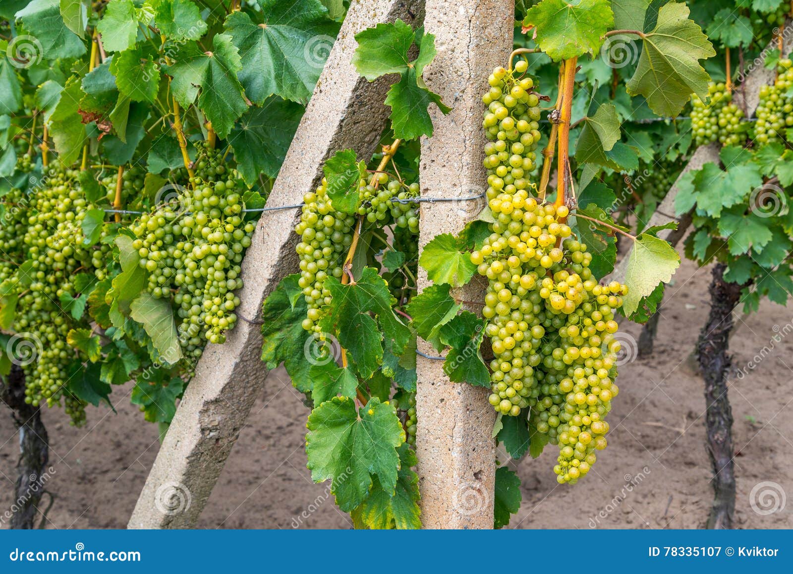 Bunch of White Wine Grape on Grapevine Stock Image - Image of ...