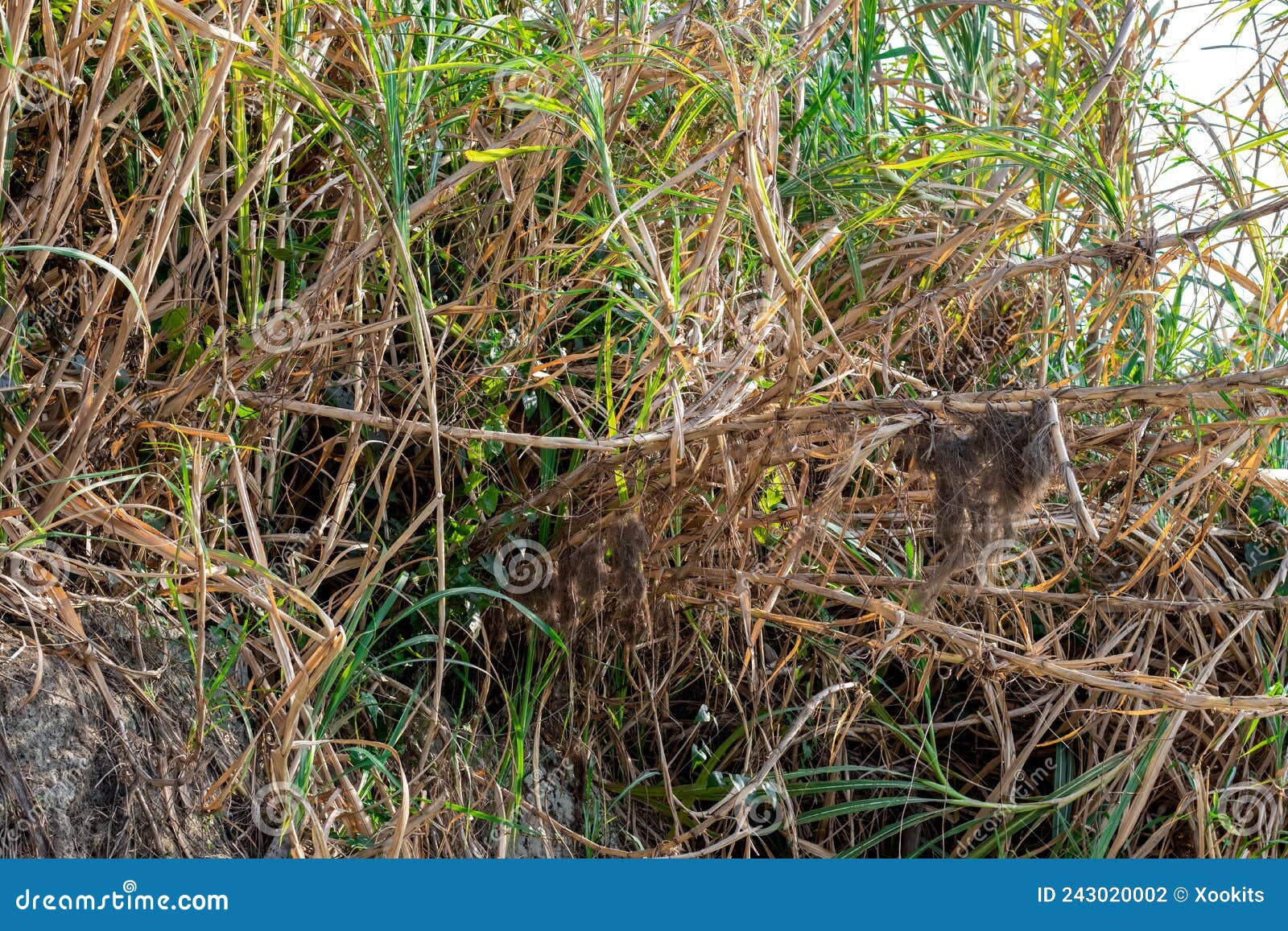 A Bunch of Wild Cane Plants Inside of a Forest Near the River Stock ...