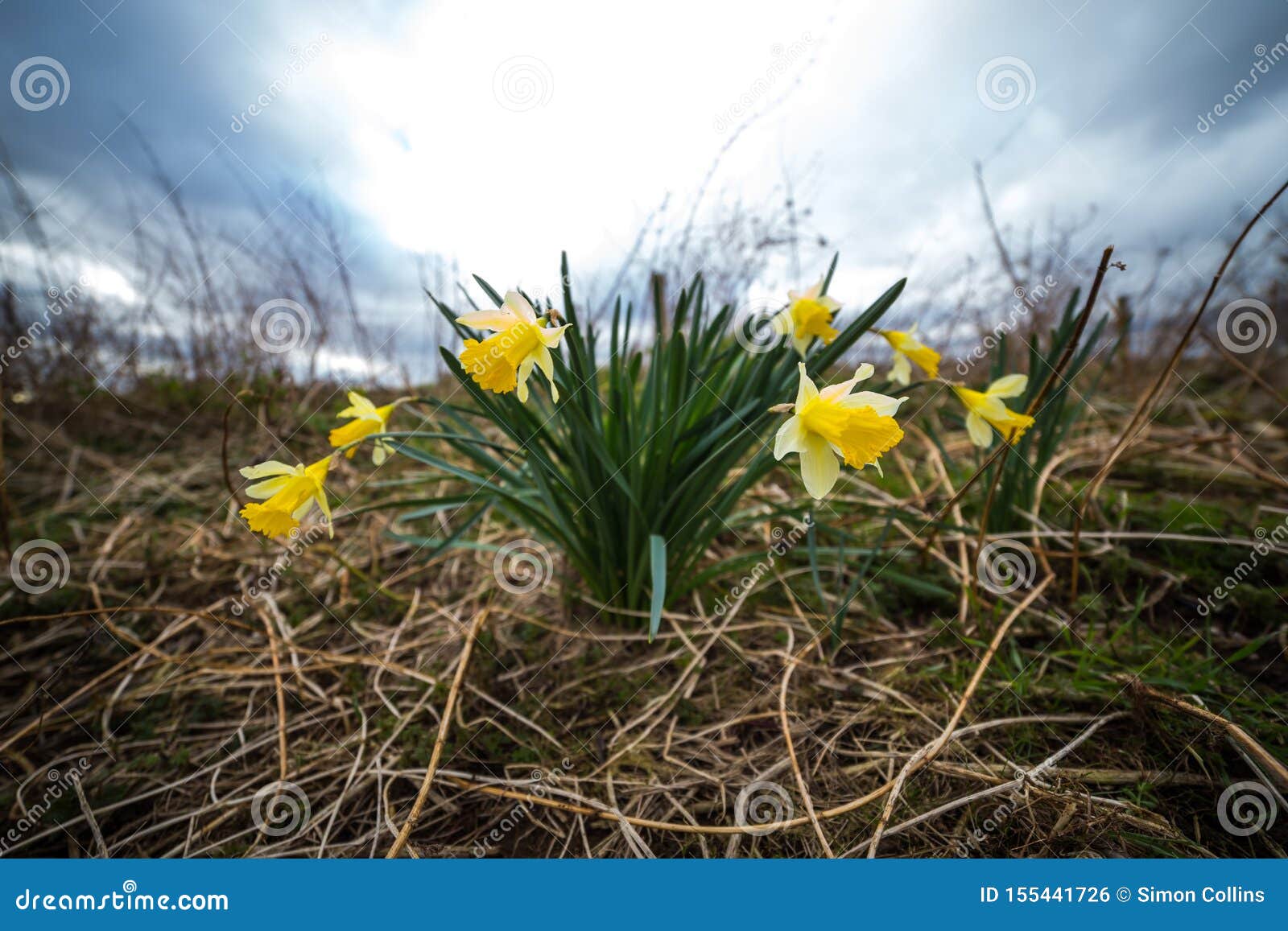 A Bunch of Wild Daffodils in Suffolk Stock Photo - Image of lens, bloom ...