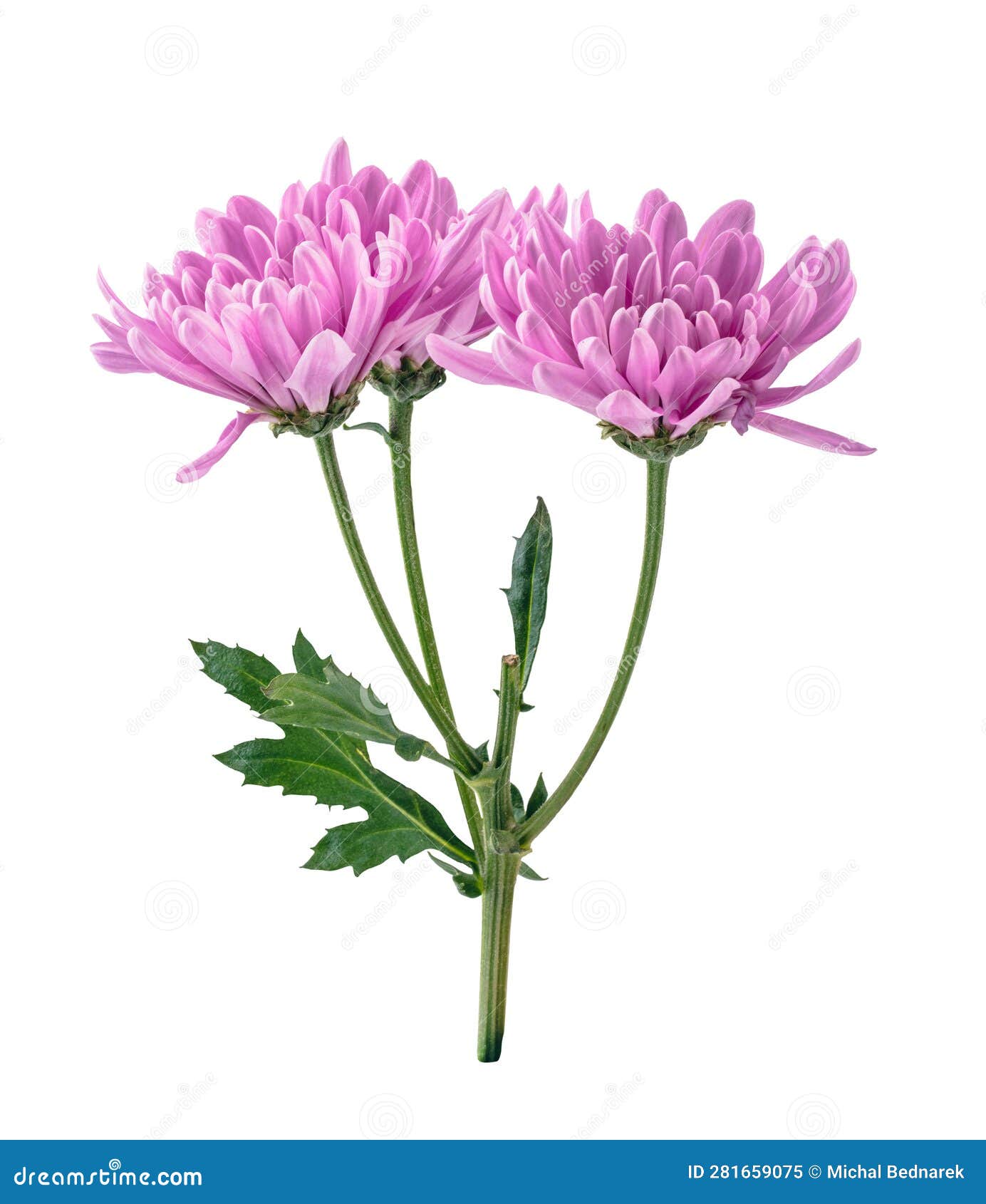 Bunch of Wild Flowers Isolated on White Background Stock Image - Image ...