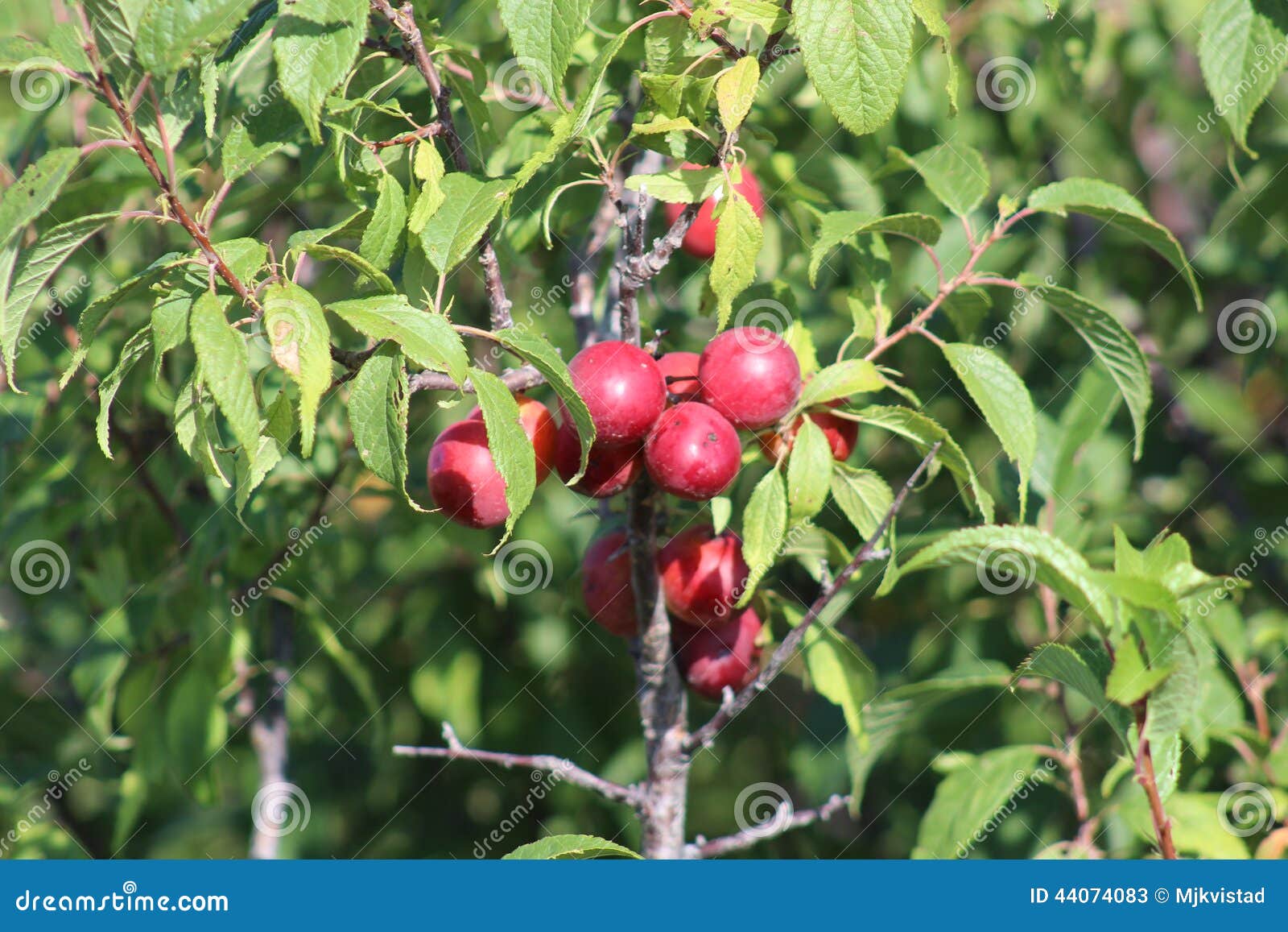 Bunch of Wild Plums stock image. Image of bunch, brown - 44074083