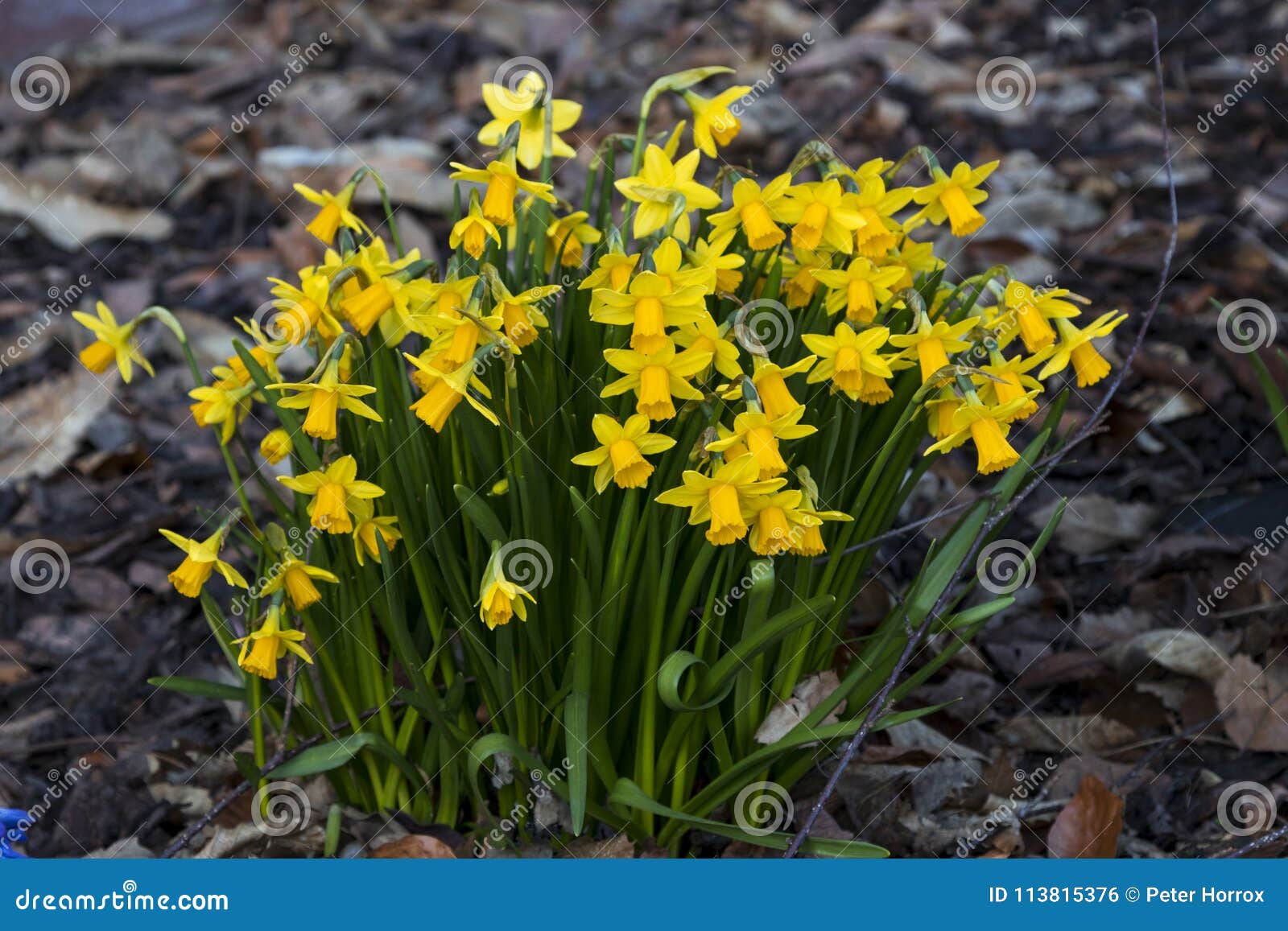 Wild daffodils stock photo. Image of colorful, background - 113815376