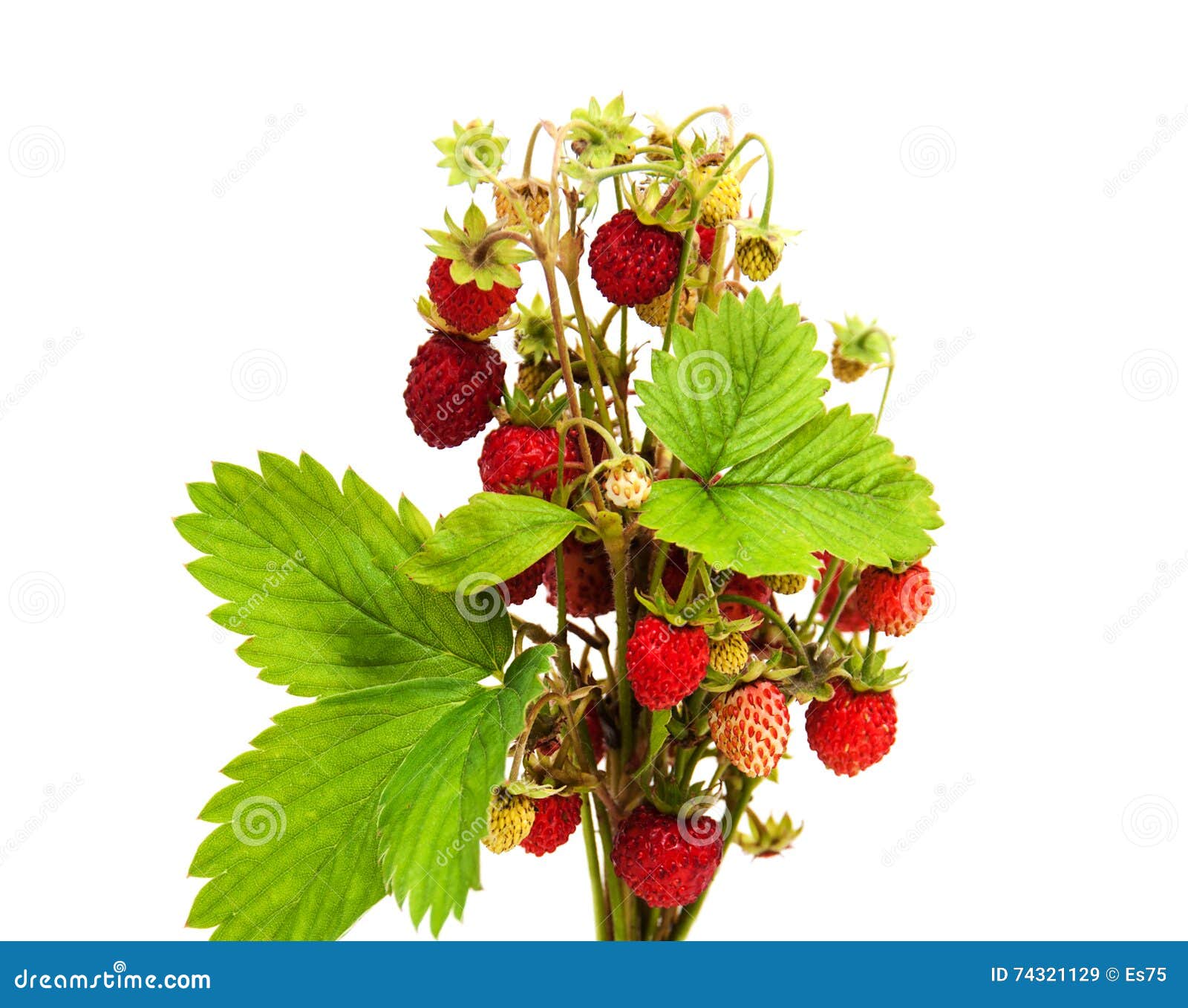 Bunch of wild strawberry stock image. Image of healthy - 74321129