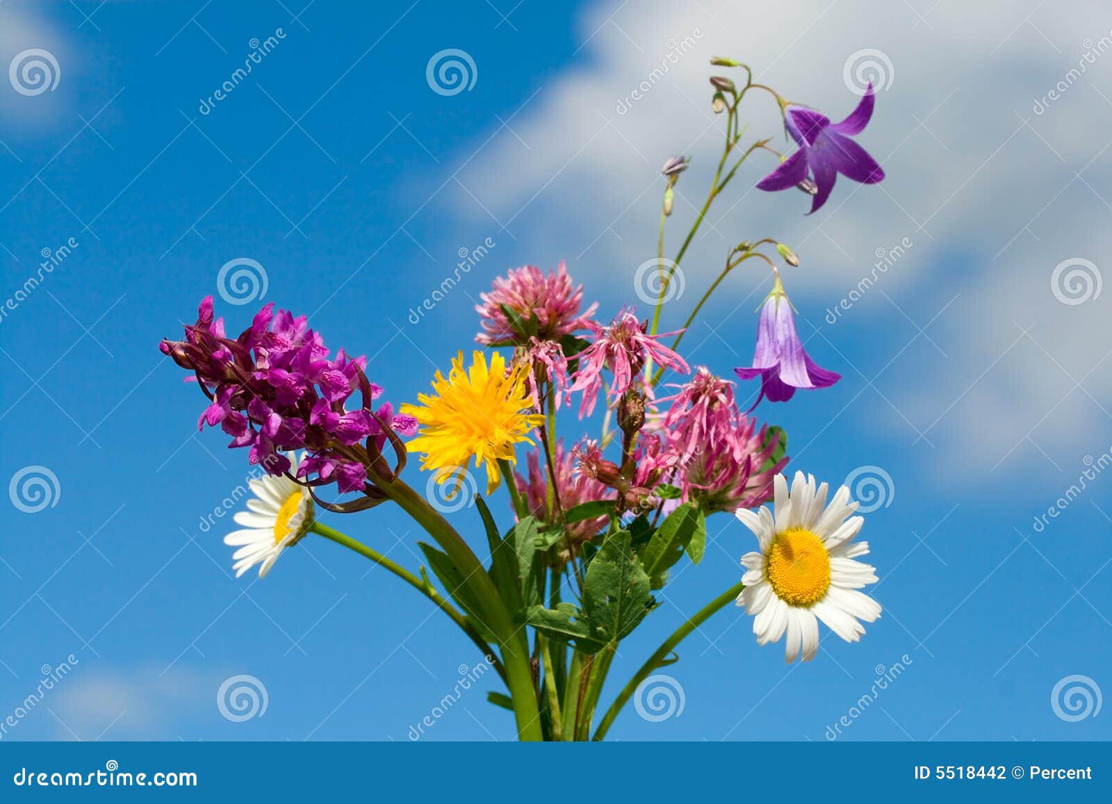 Bunch Of Wildflowers Picture. Image: 5518442