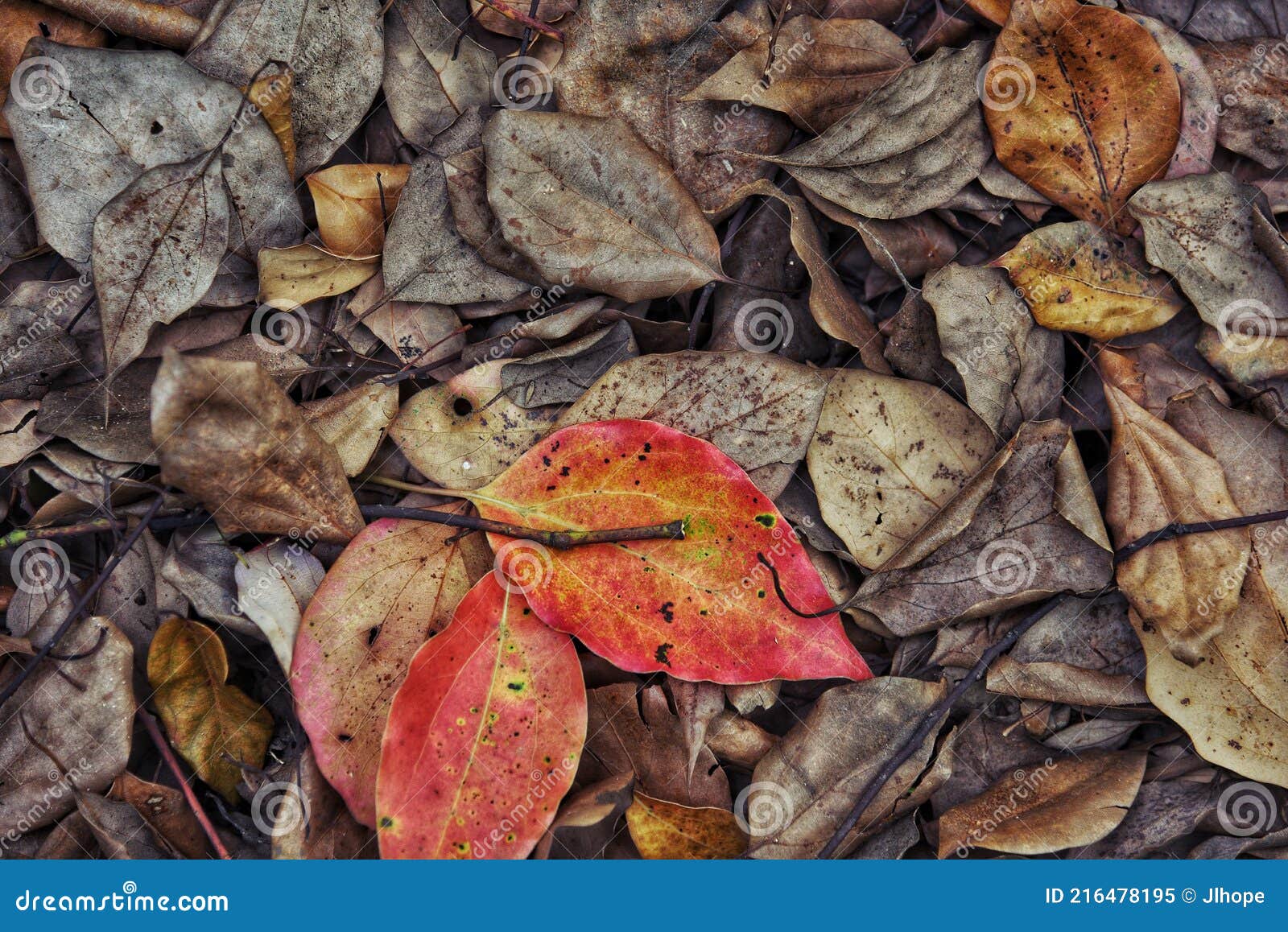 Bunch of withered leaves stock image. Image of season - 216478195
