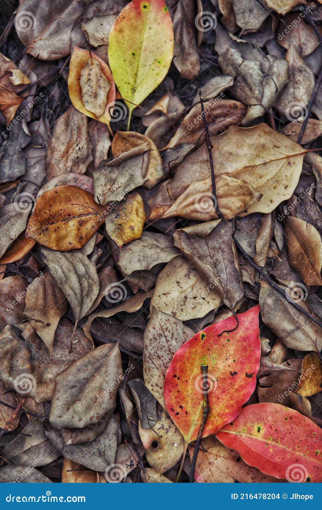 Bunch of withered leaves stock photo. Image of color - 216478204