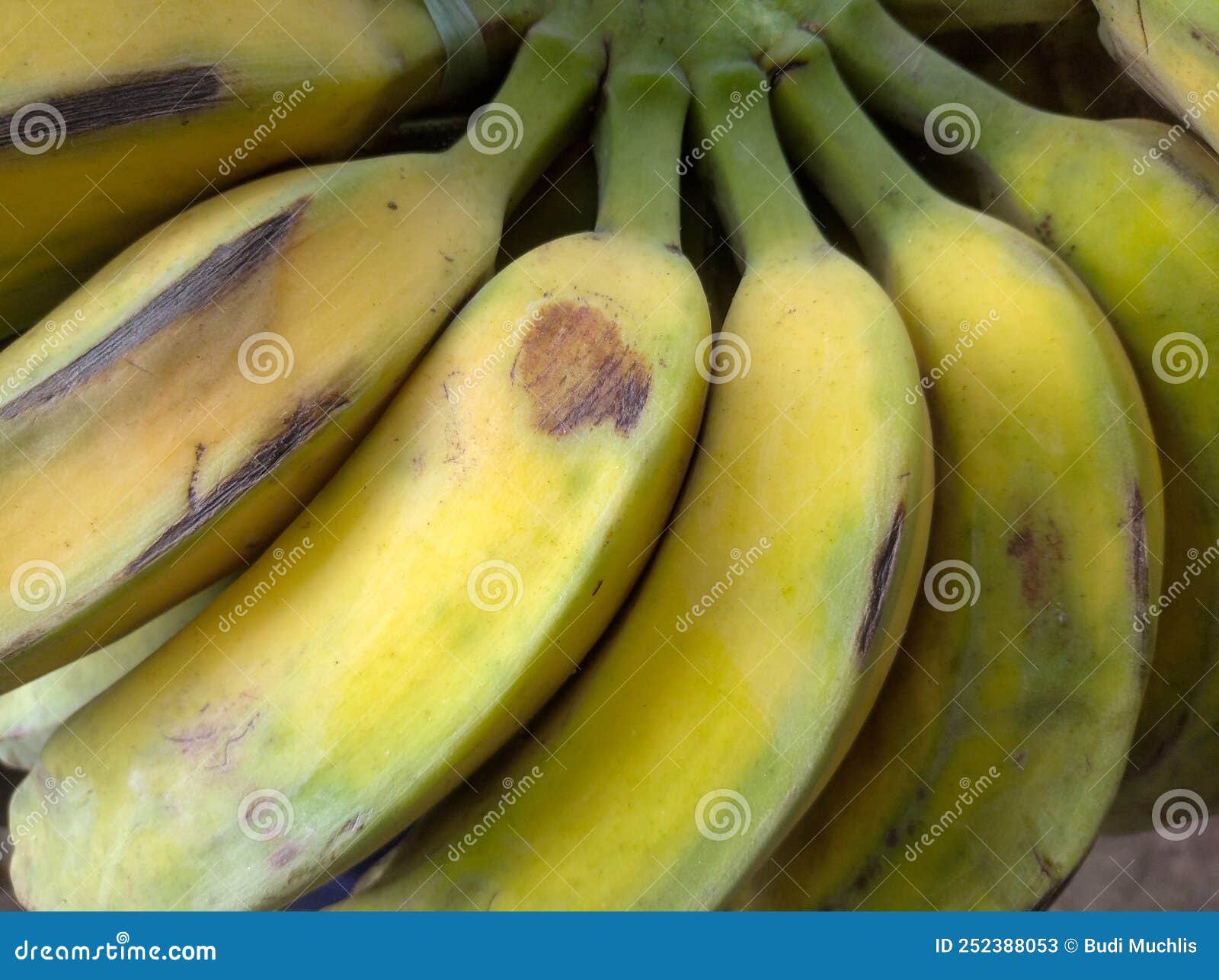 A bunch of yellow bananas stock image. Image of plant - 252388053