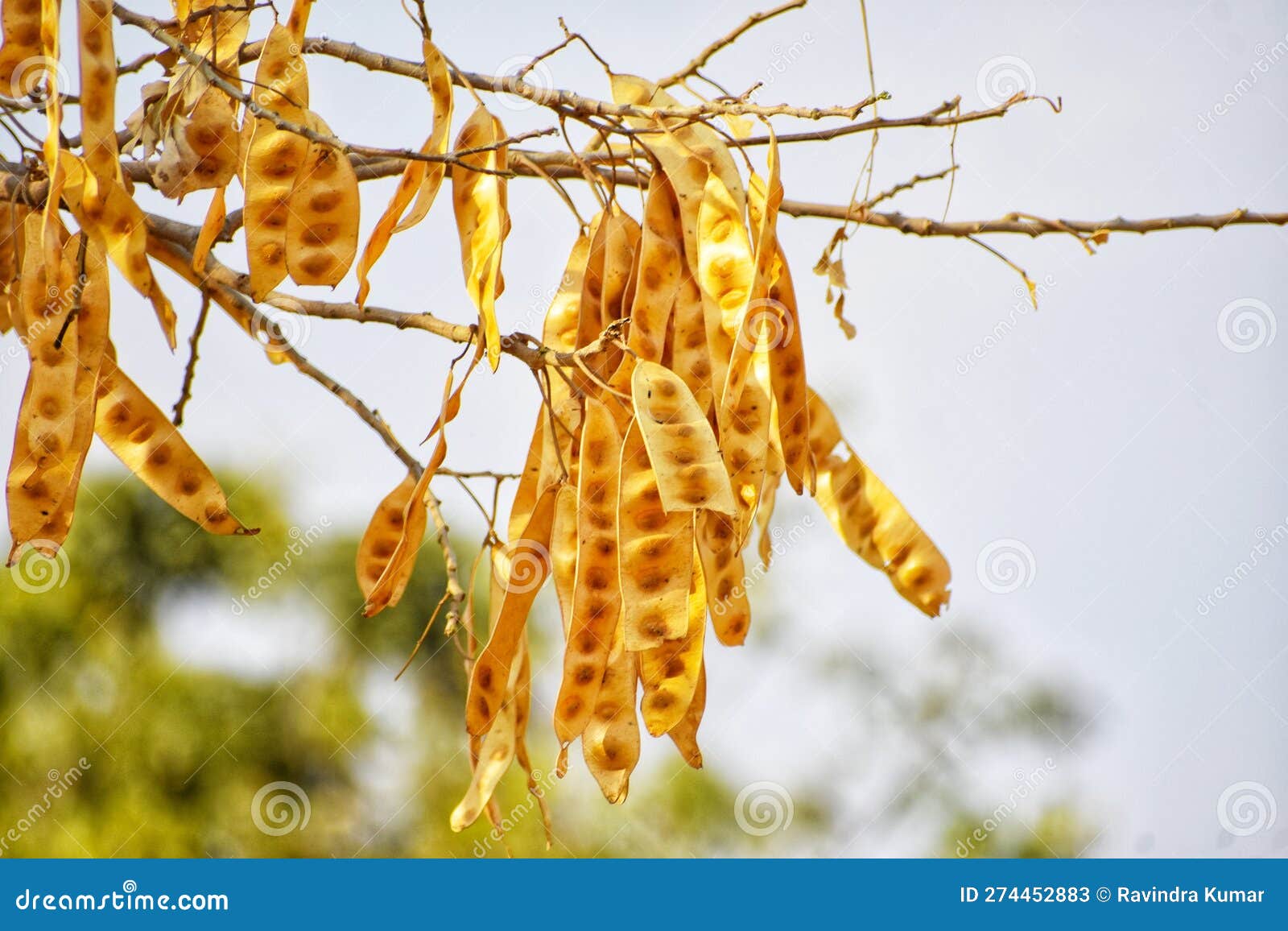 Bunch of Yellow Beans Hanging in Tree Stock Image - Image of insect ...