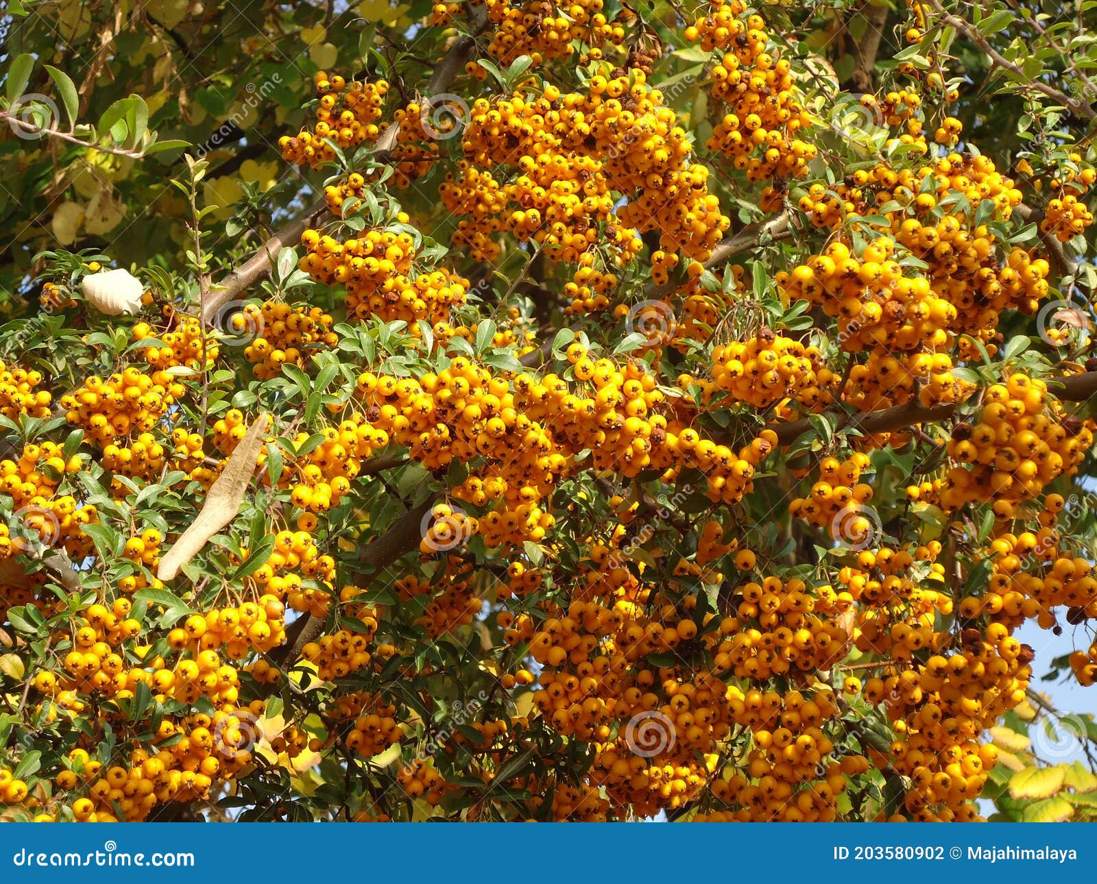 Bunch of Yellow Berries on a Tree. Stock Photo - Image of background ...