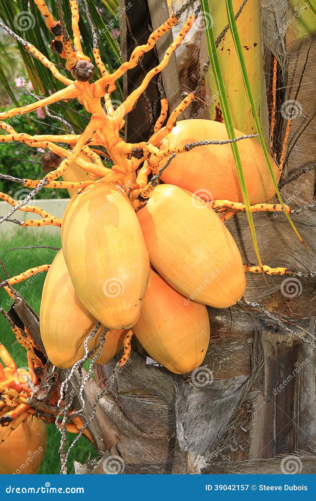 Bunch of yellow coconuts stock image. Image of flora - 39042157