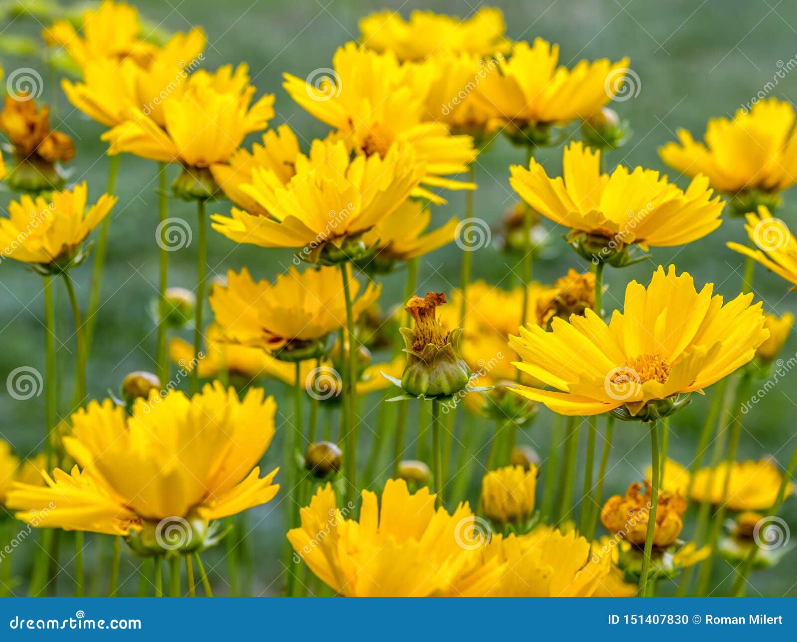 Coreopsis Grandiflora Flowers Stock Photo - Image of grandiflora ...