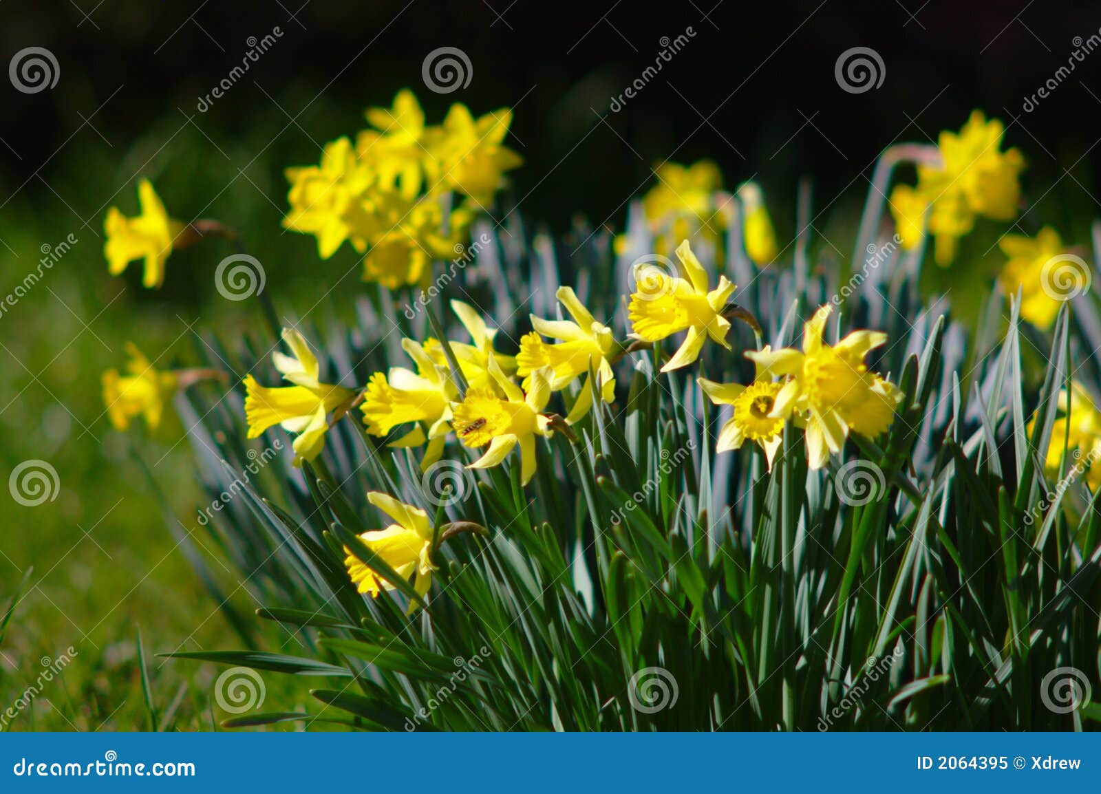 Bunch of yellow daffodils stock image. Image of bright - 2064395