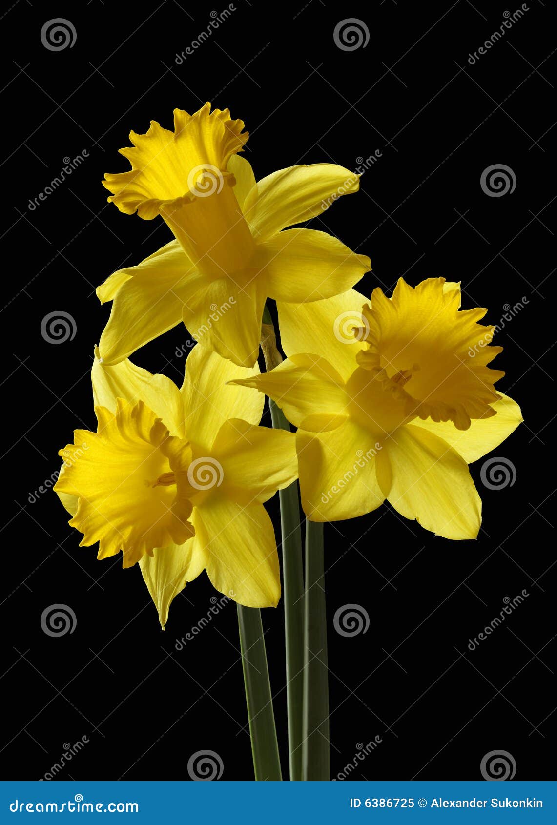 Bunch of yellow daffodils stock image. Image of florist - 6386725