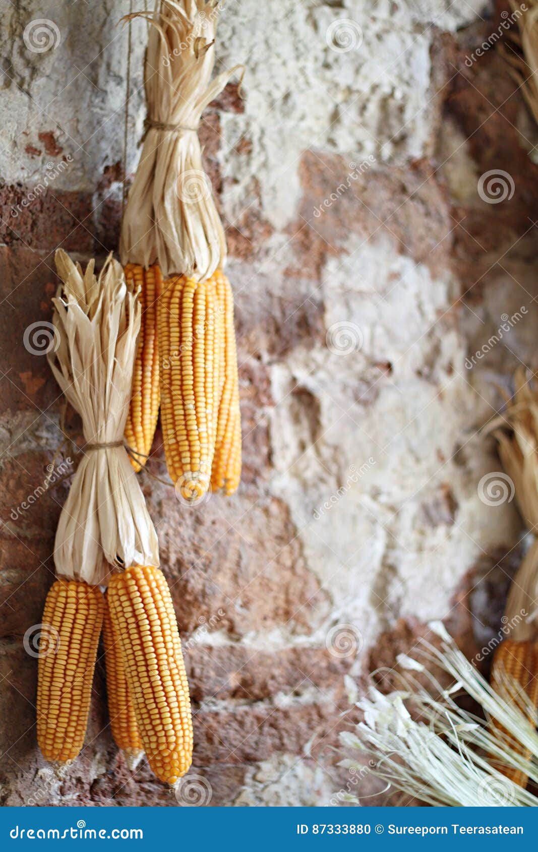 Bunch of Yellow Dried Corn Hanging on the Brick Wall Stock Photo ...