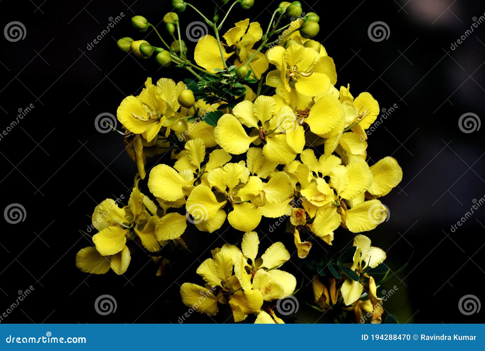 Bunch of yellow flower stock photo. Image of season - 194288470