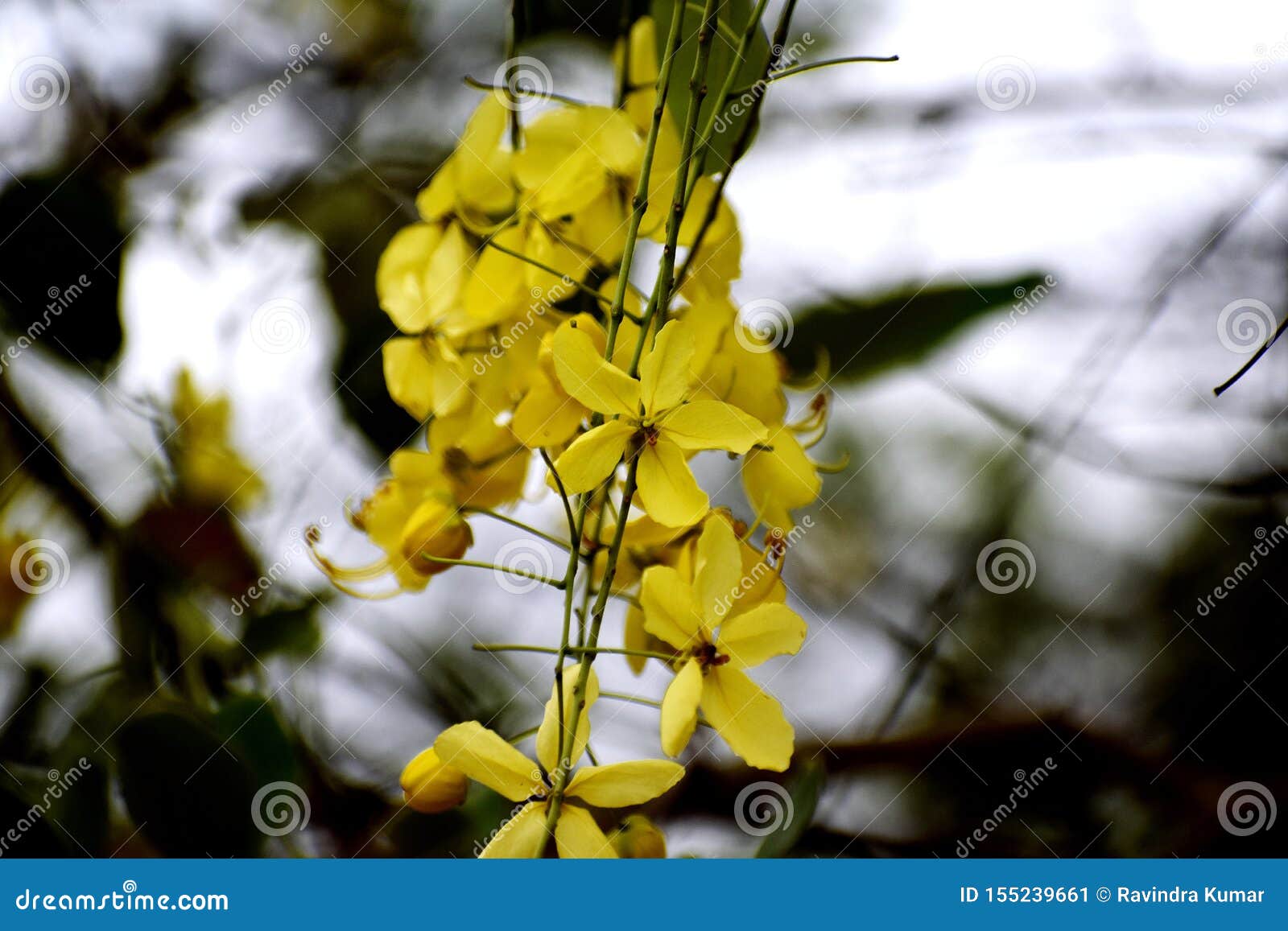 Bunch of Yellow Flowers stock image. Image of decoration - 155239661
