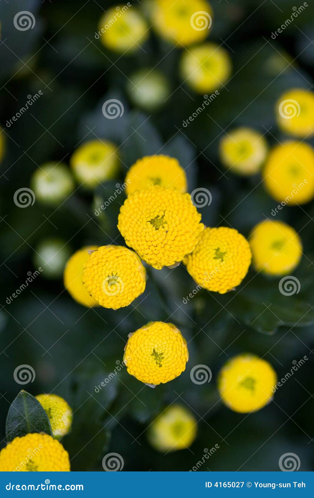 Bunch of yellow flowers stock image. Image of color, flower - 4165027