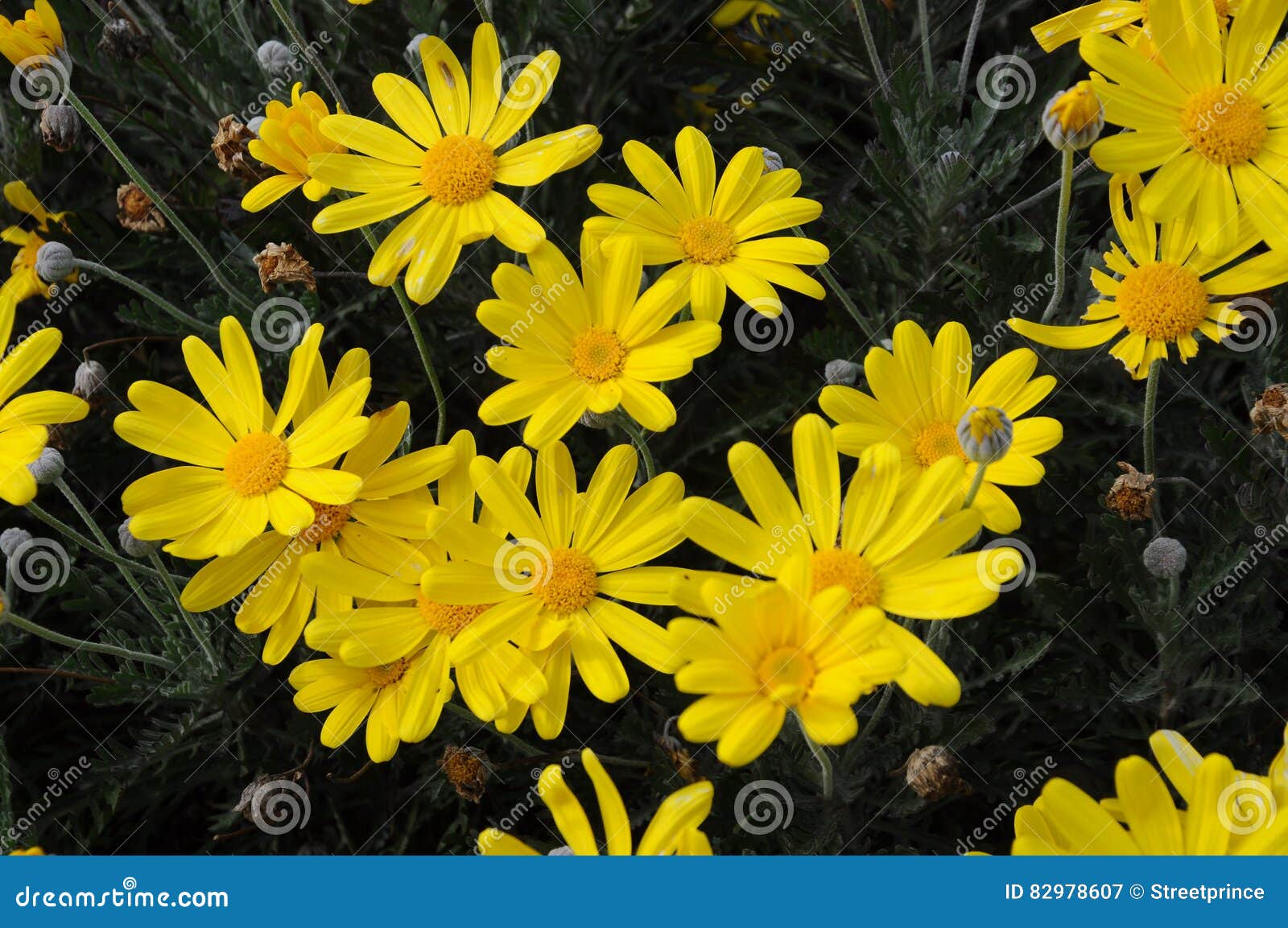 Bunch of yellow flowers stock image. Image of lawn, blossom - 82978607