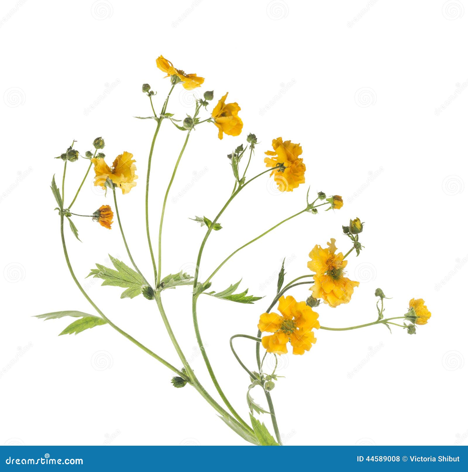 Bunch of Yellow Flowers, Isolated on White Stock Photo - Image of close ...