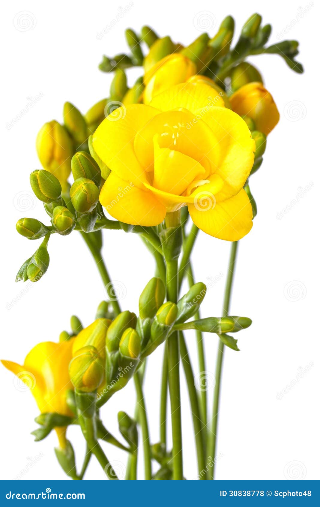 Bunch of yellow freesias stock photo. Image of blooms - 30838778