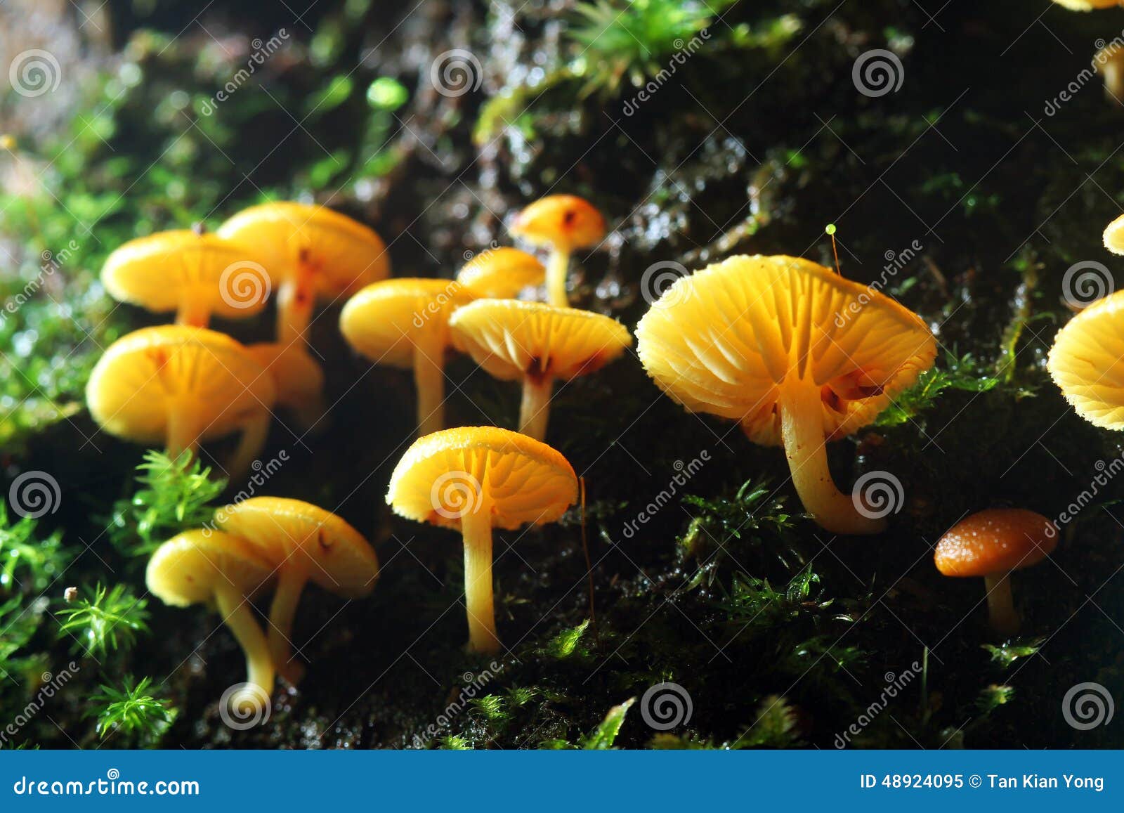 A bunch of yellow fungi stock image. Image of macro, team - 48924095