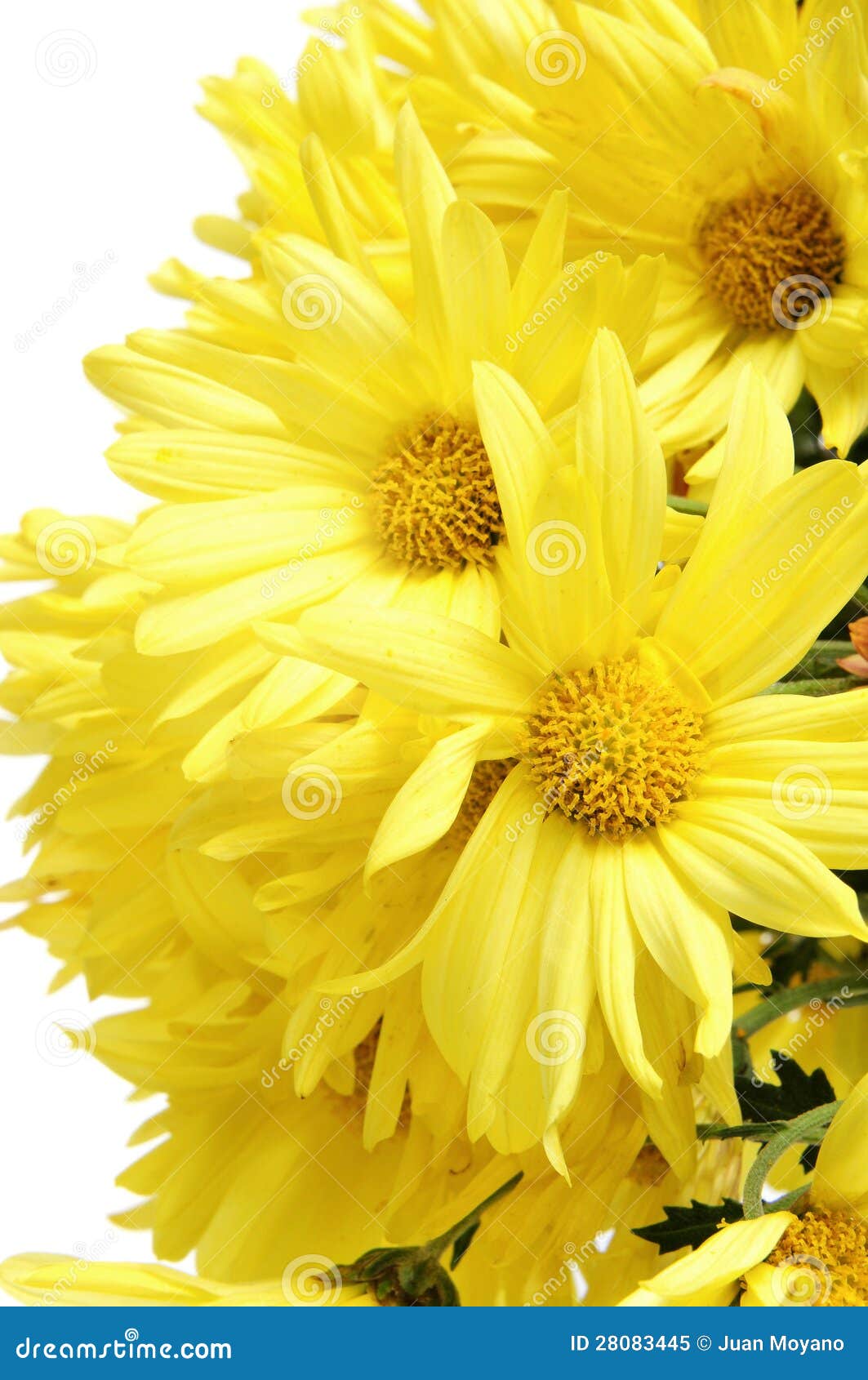 Bunch of Yellow Gerbera Daisies Stock Image - Image of relax, gerbera ...