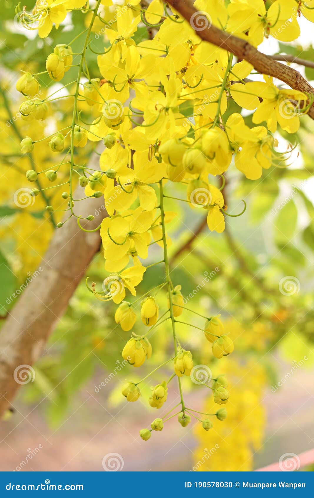 Bunch Of Yellow Golden Shower Cassia Fistula Indian Laburnum State