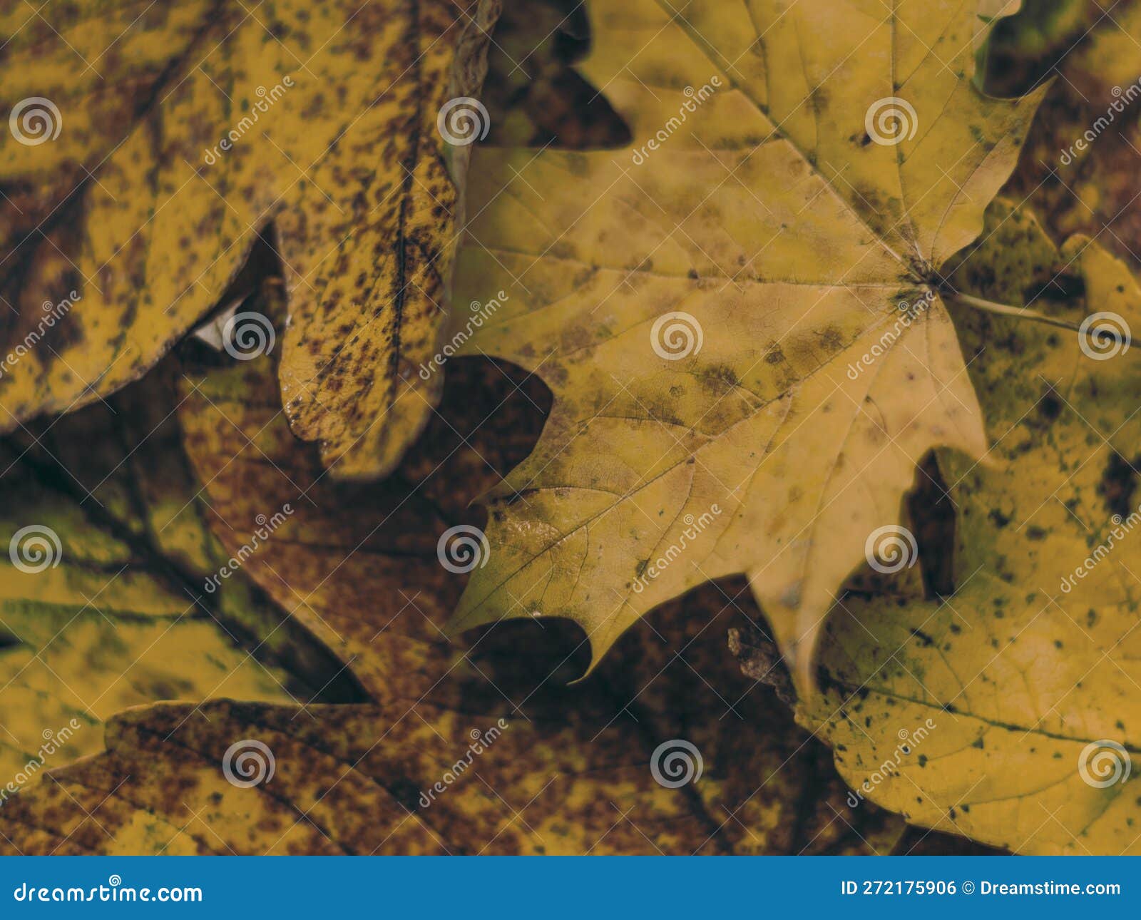 Bunch of the Yellow Maple Leafs Stock Photo - Image of botanical, view ...