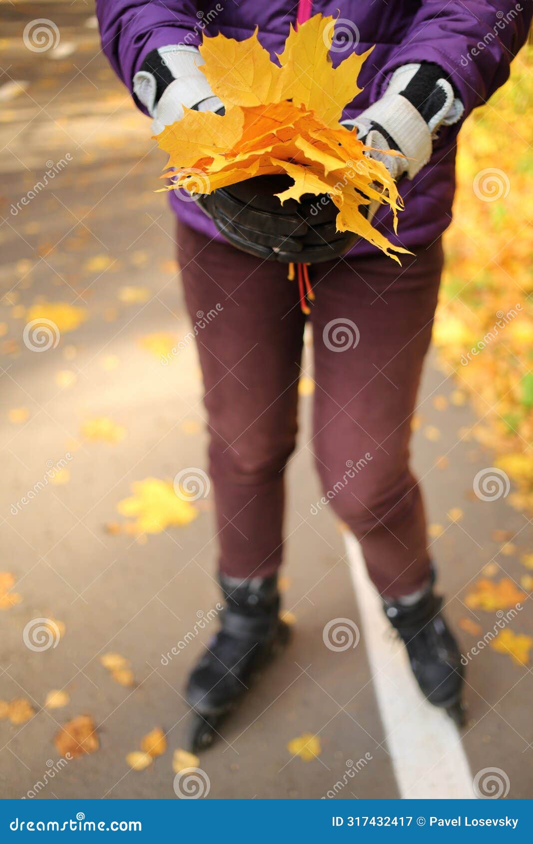 A Bunch of Yellow Maple Leaves in Female Stock Image - Image of asphalt ...